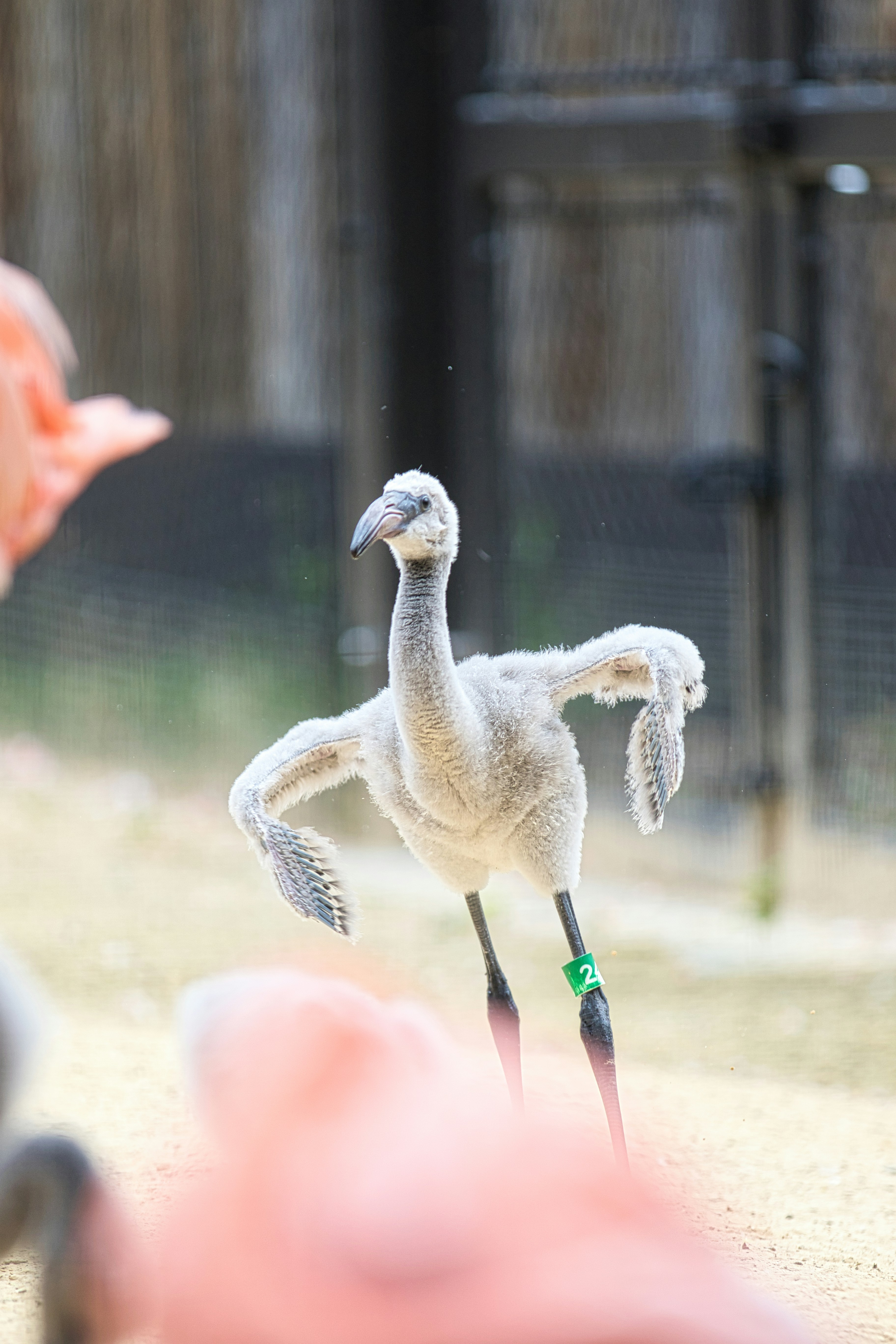 Flamingo in Focus: A Curious Pose Beneath a Protective Fence