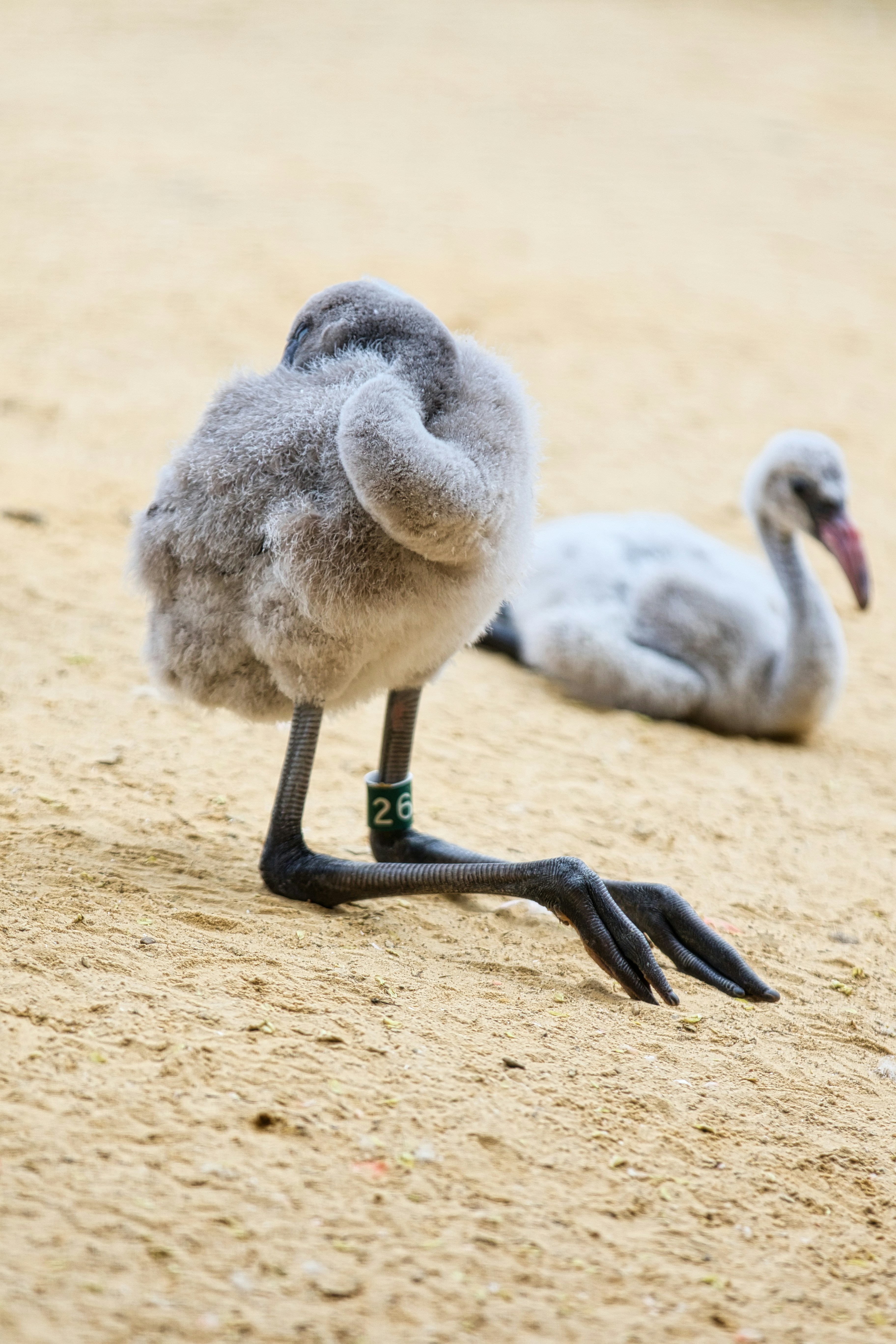 Young Black-necked Swan on Sand - A Curious Pose on one Leg