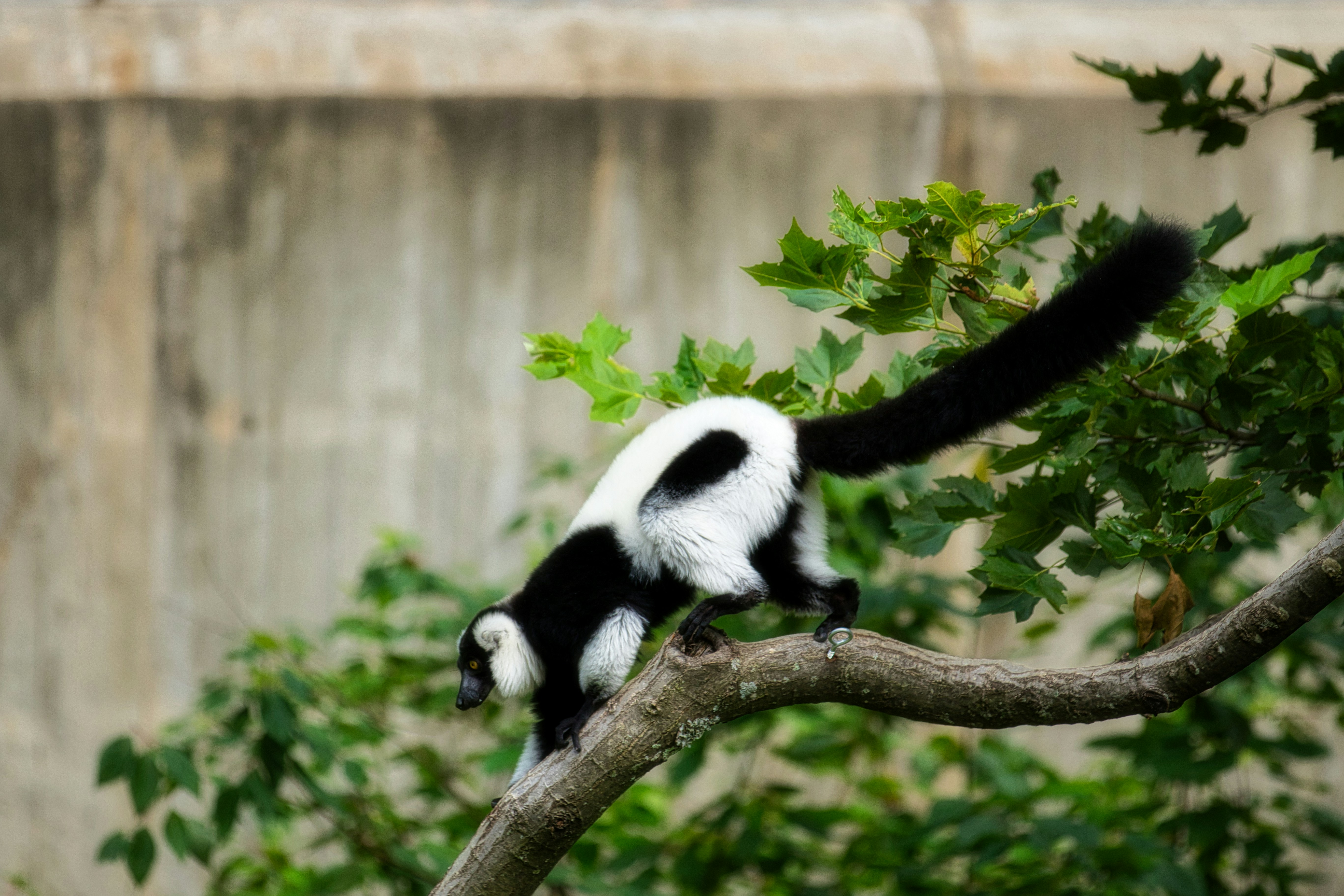 Monochrome Tail in Motion: A Black-and-White Primed for Perch