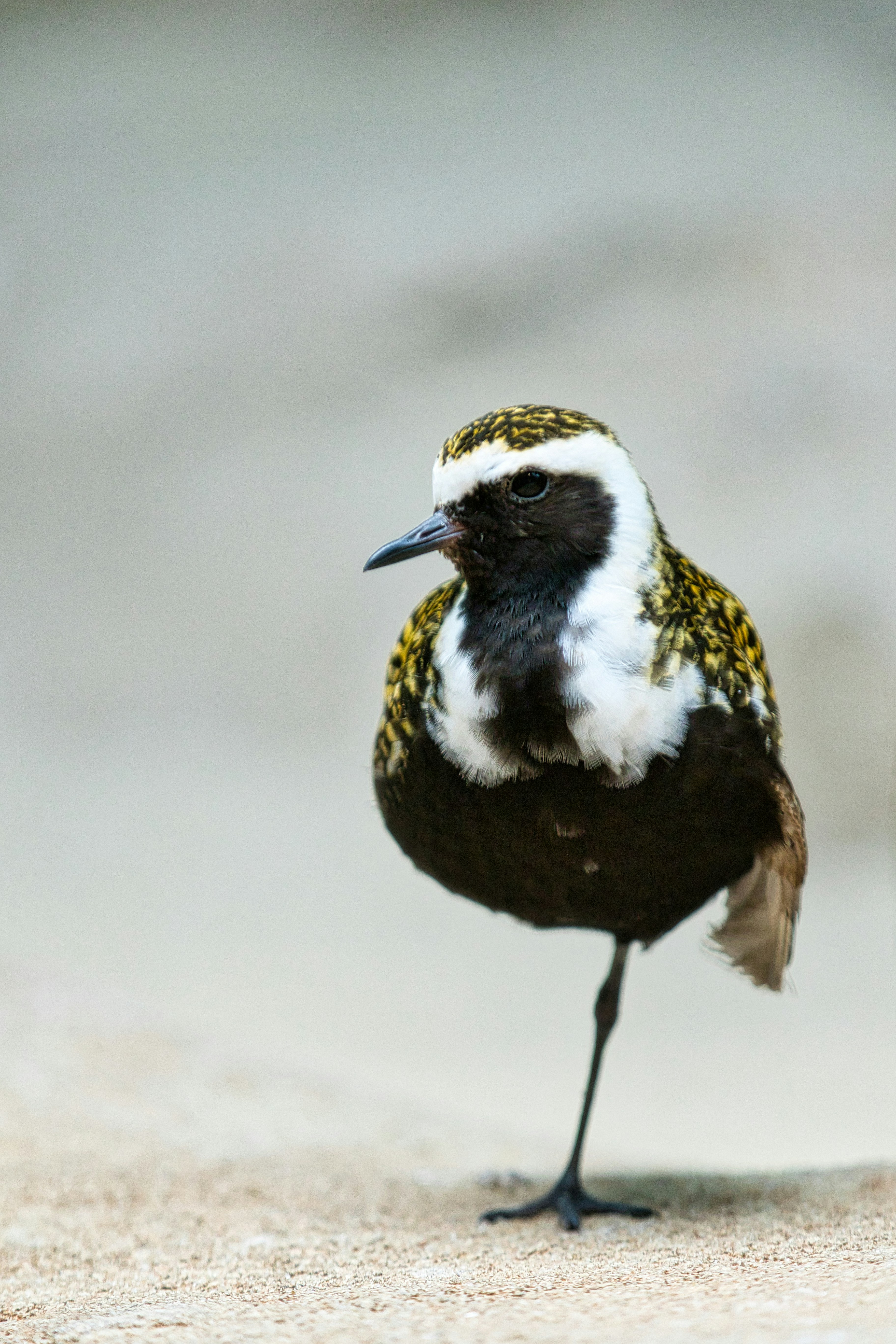 Stilted Charm: One-Legged Warbler on Quiet Shore