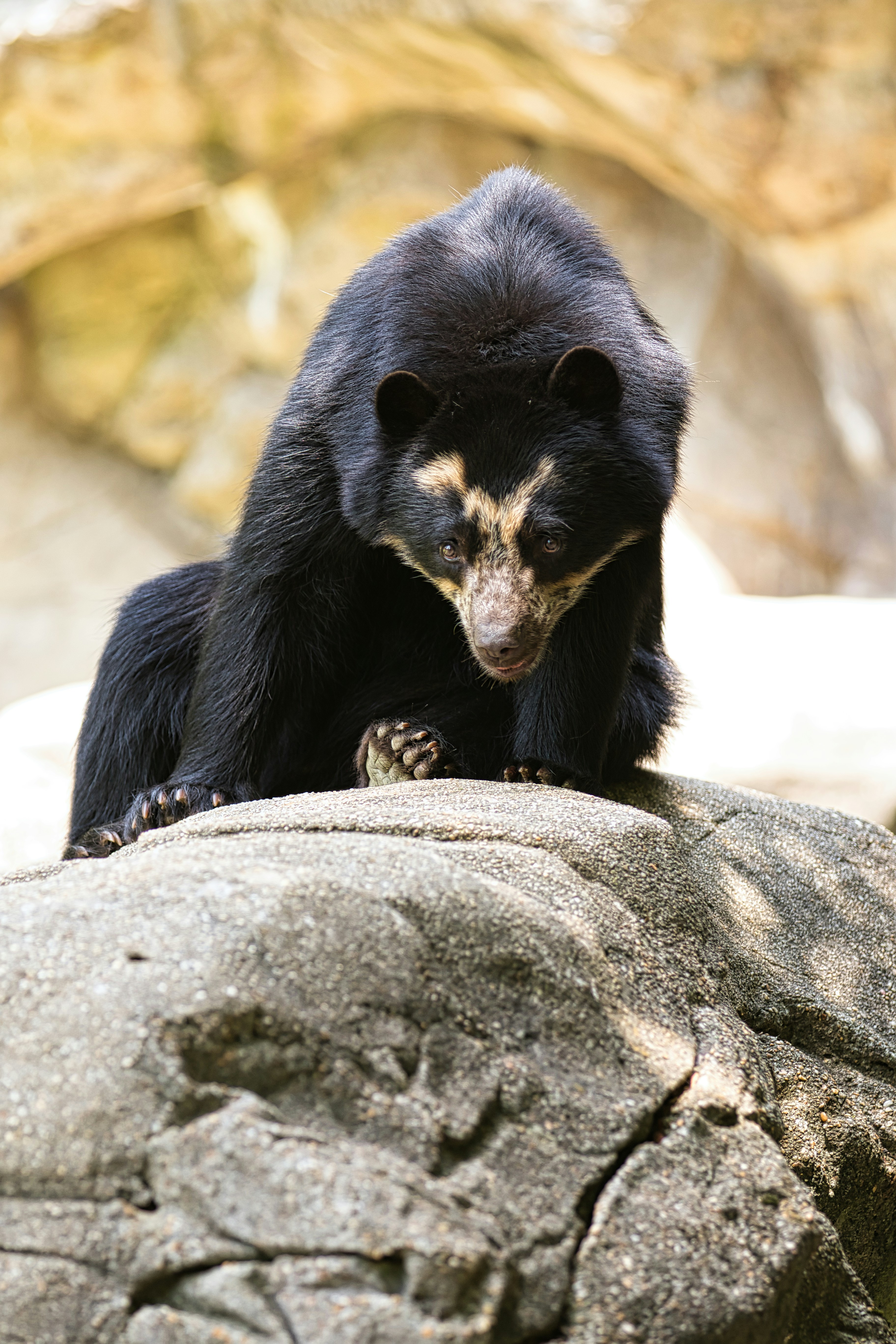 Curious Mangabey on Weathered Rock