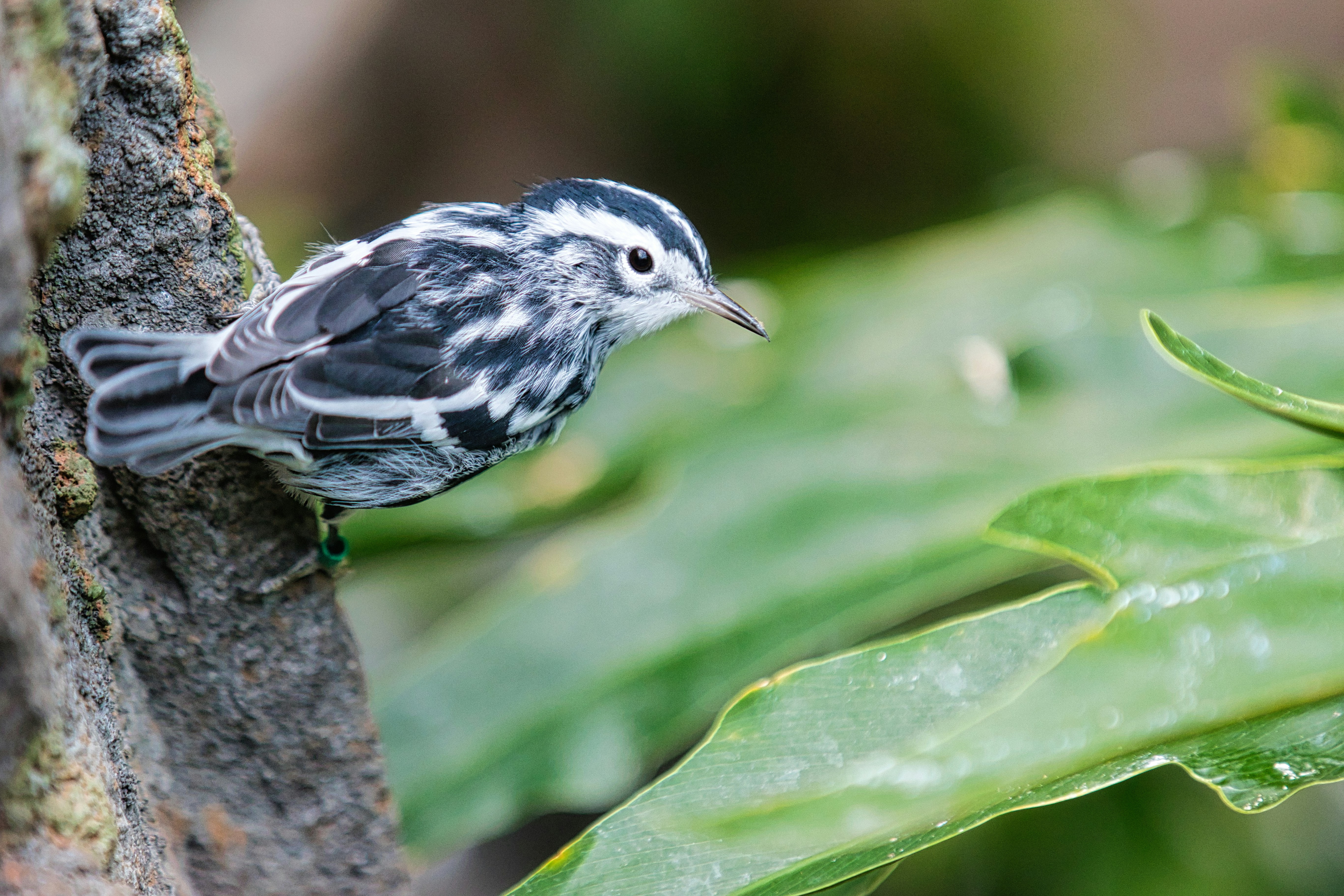A Sparring of Shadows: Juvenile Chickadee on a Leafy Ridge