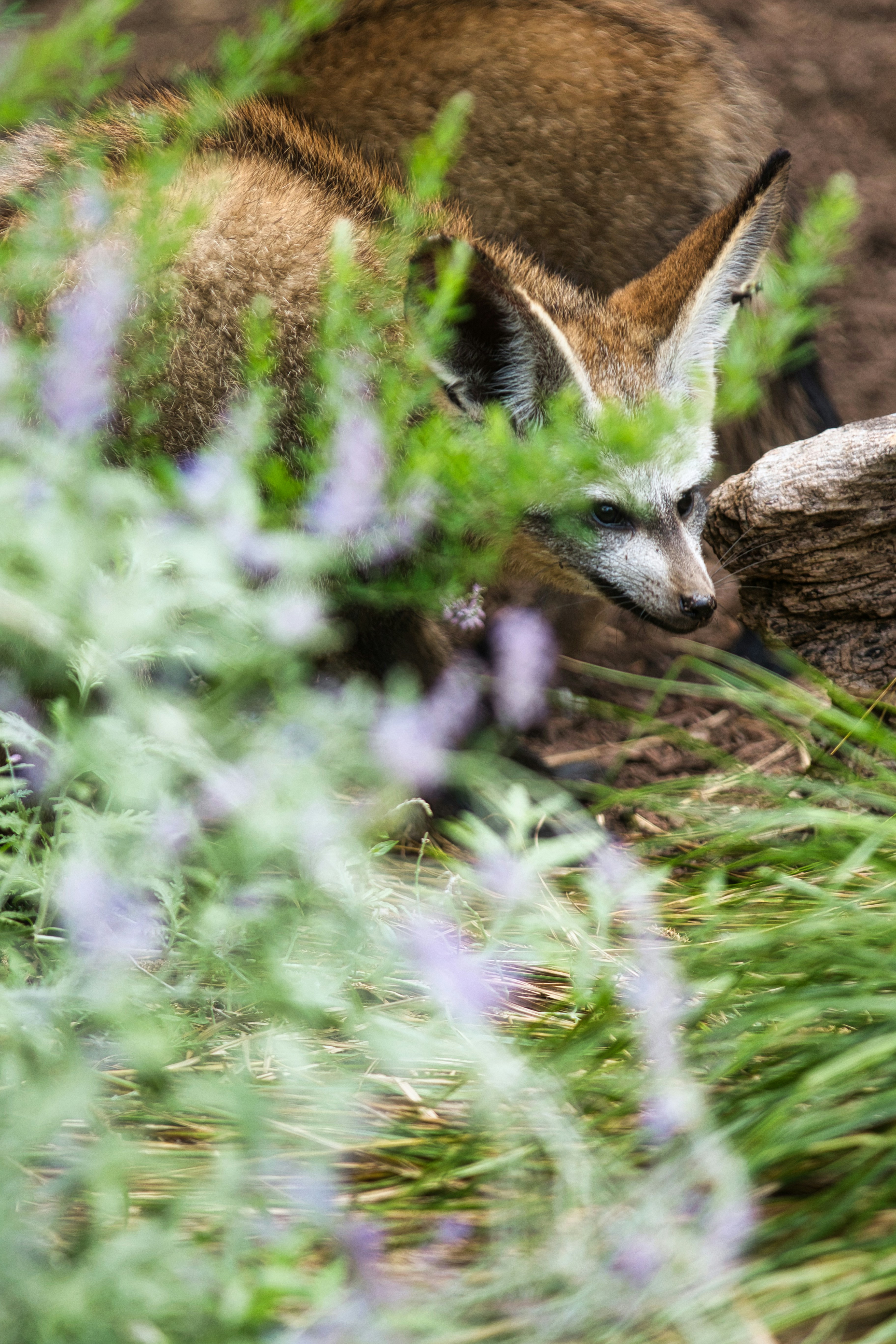 Hidden Fox: A Quiet Moment Among Blooms