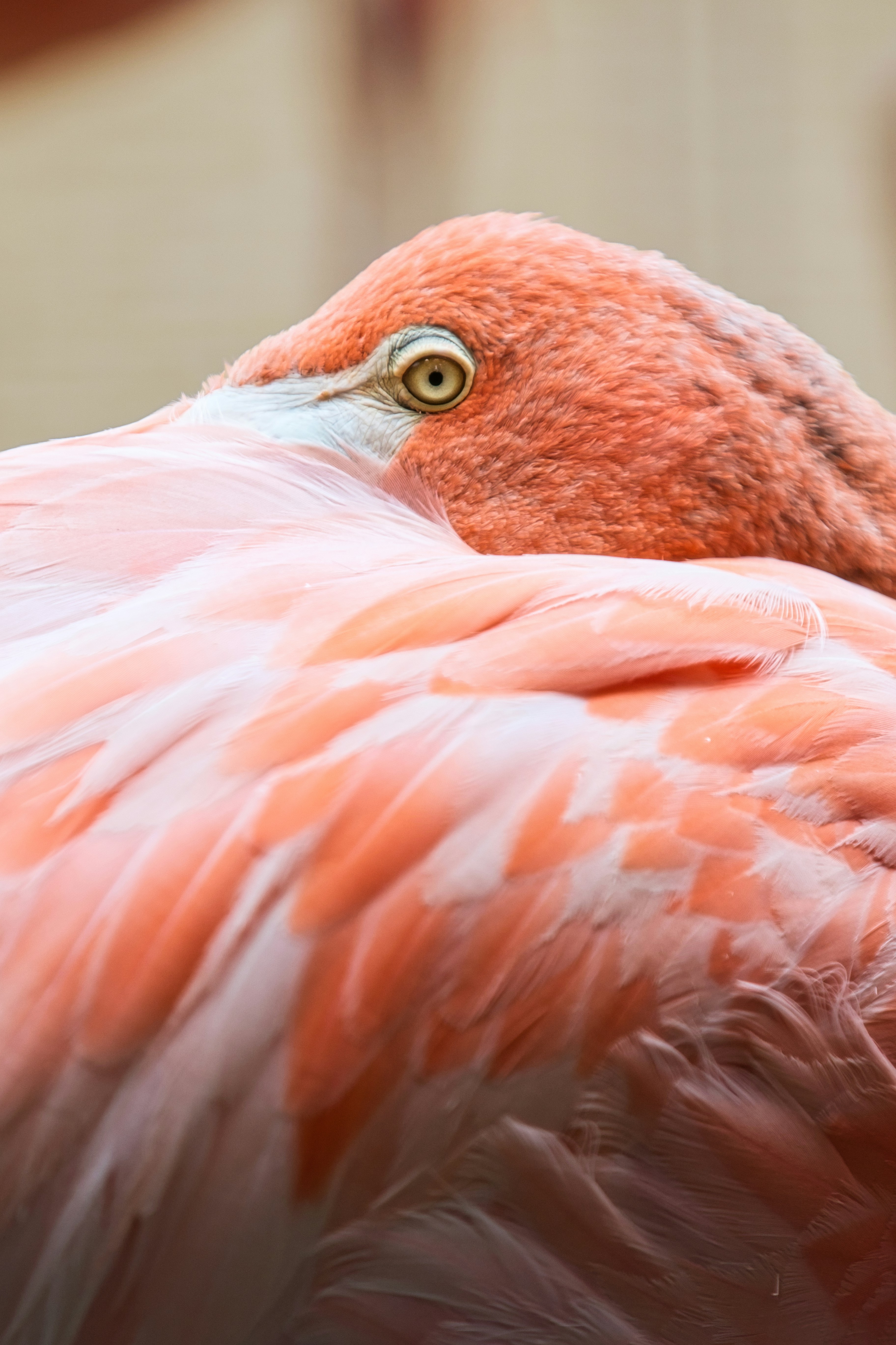Soft Coral Confidence: Flamingo Gaze in Gentle Portrait