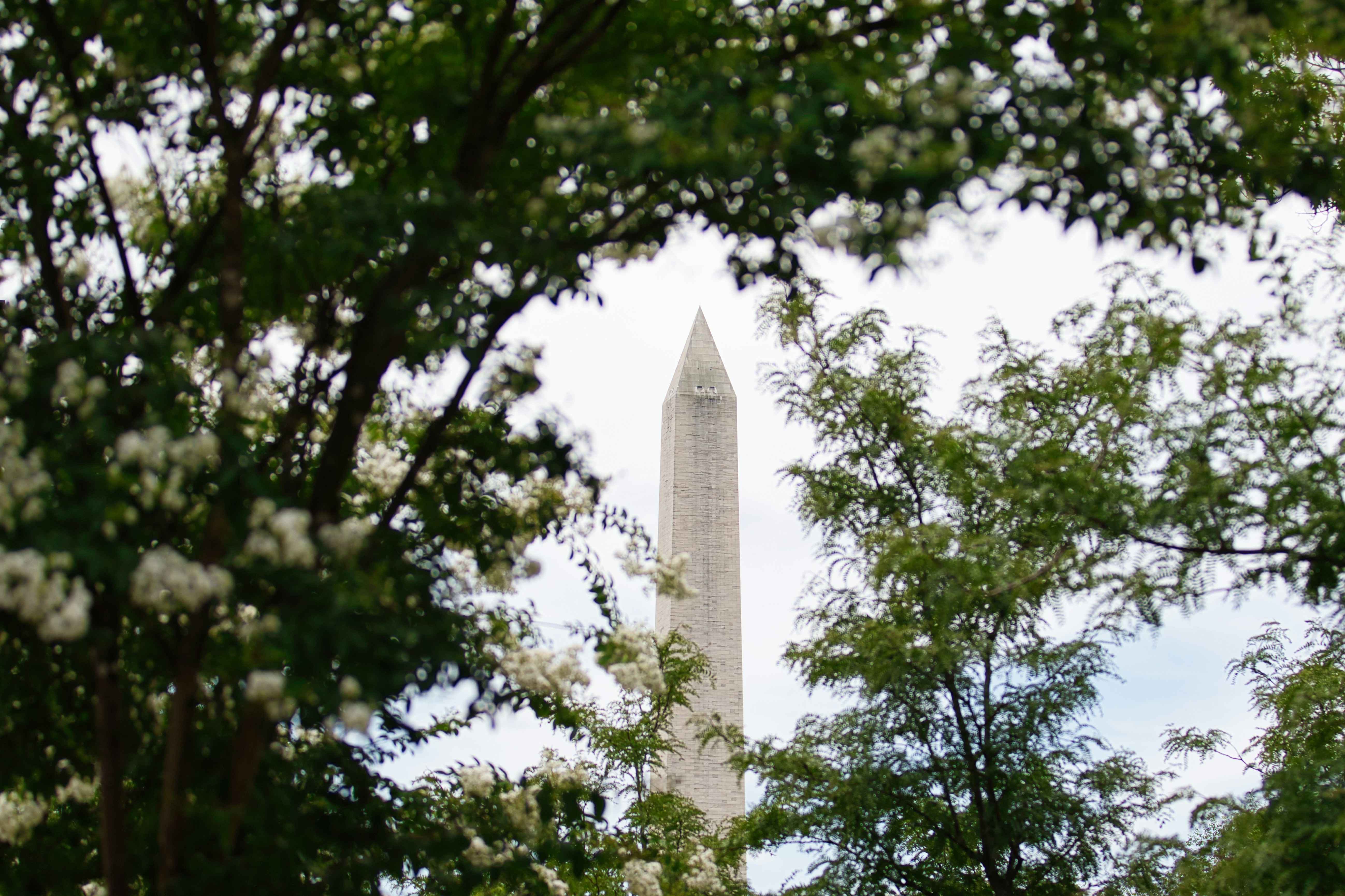 Obelisk Amid Green Canopy: The Washington Monument Reaching Skyward