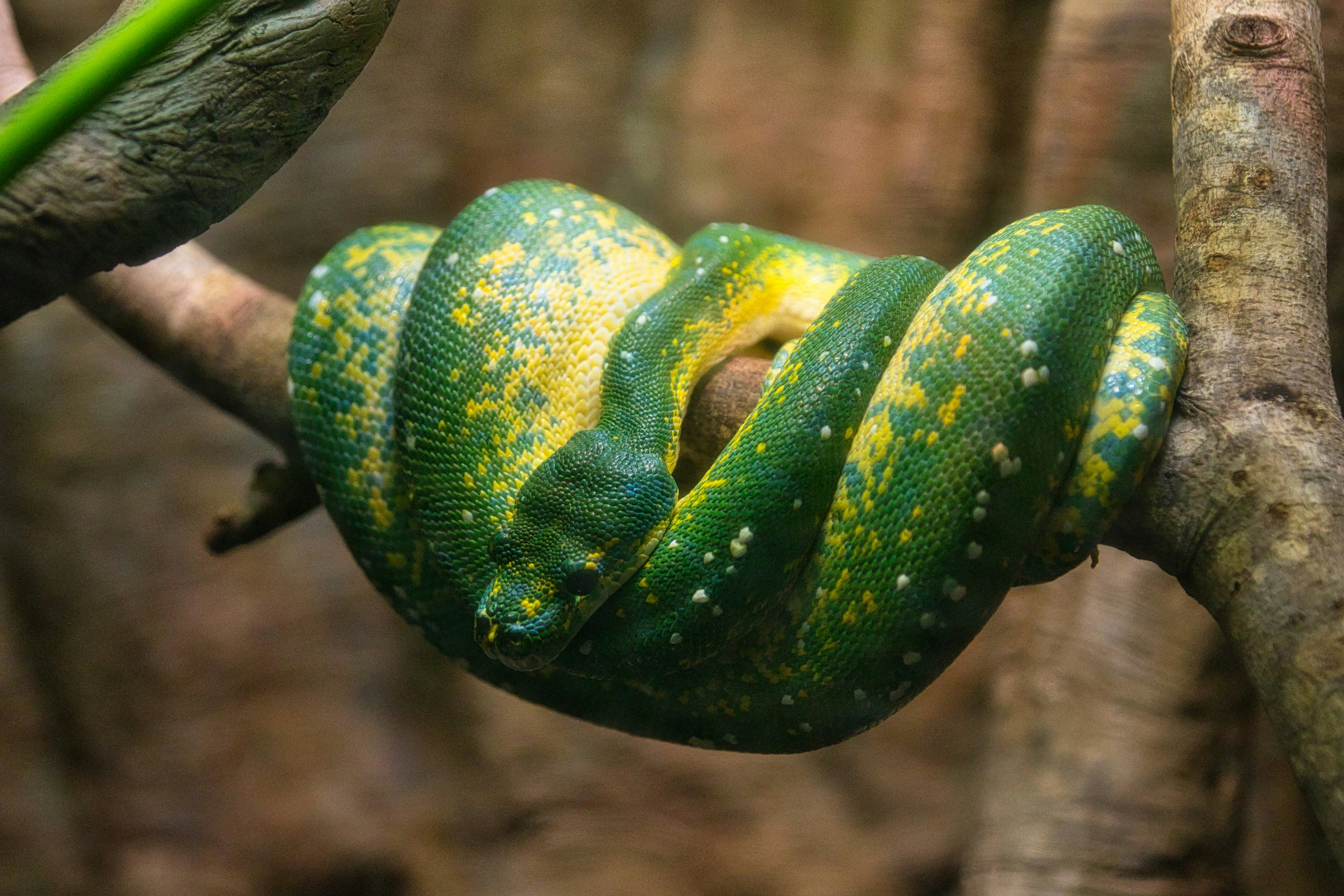 Coiled Emerald: A Green-Yellow Serpent Encircles a Branch