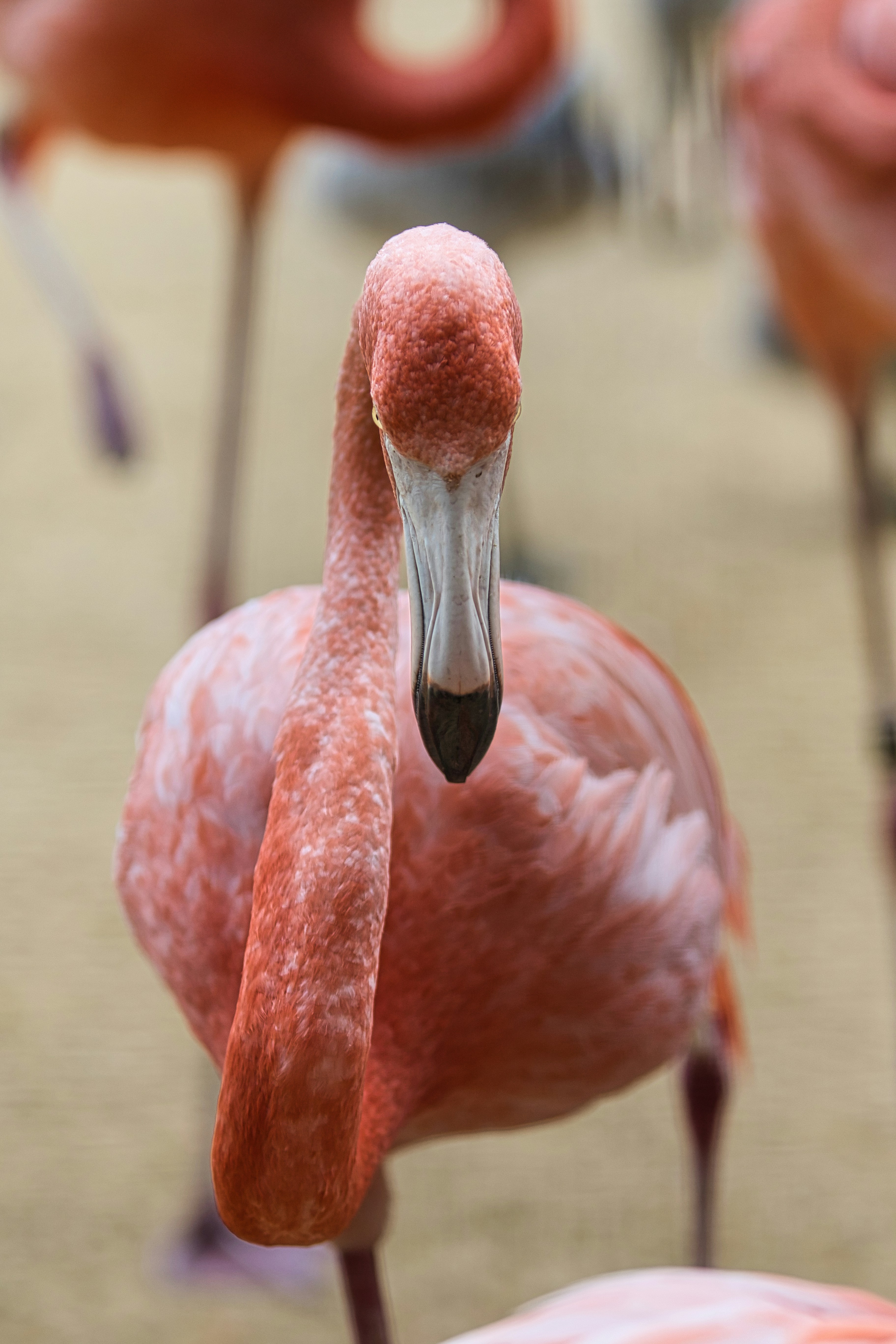 Centered Flamingo Portrait: A Curious Gaze from the Beak-Down View