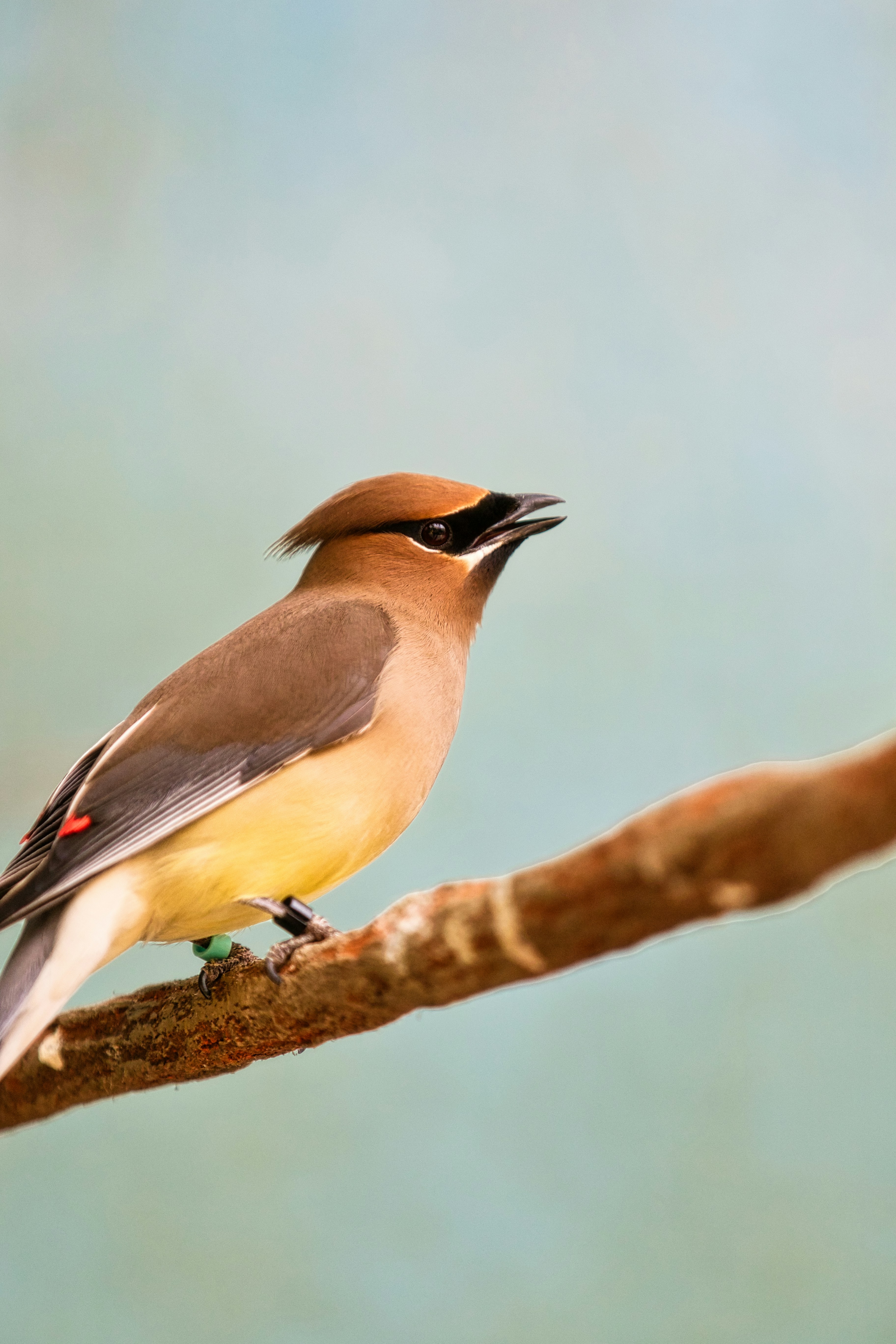 Perched Echo: A cedar waxwing serenading a calm branch