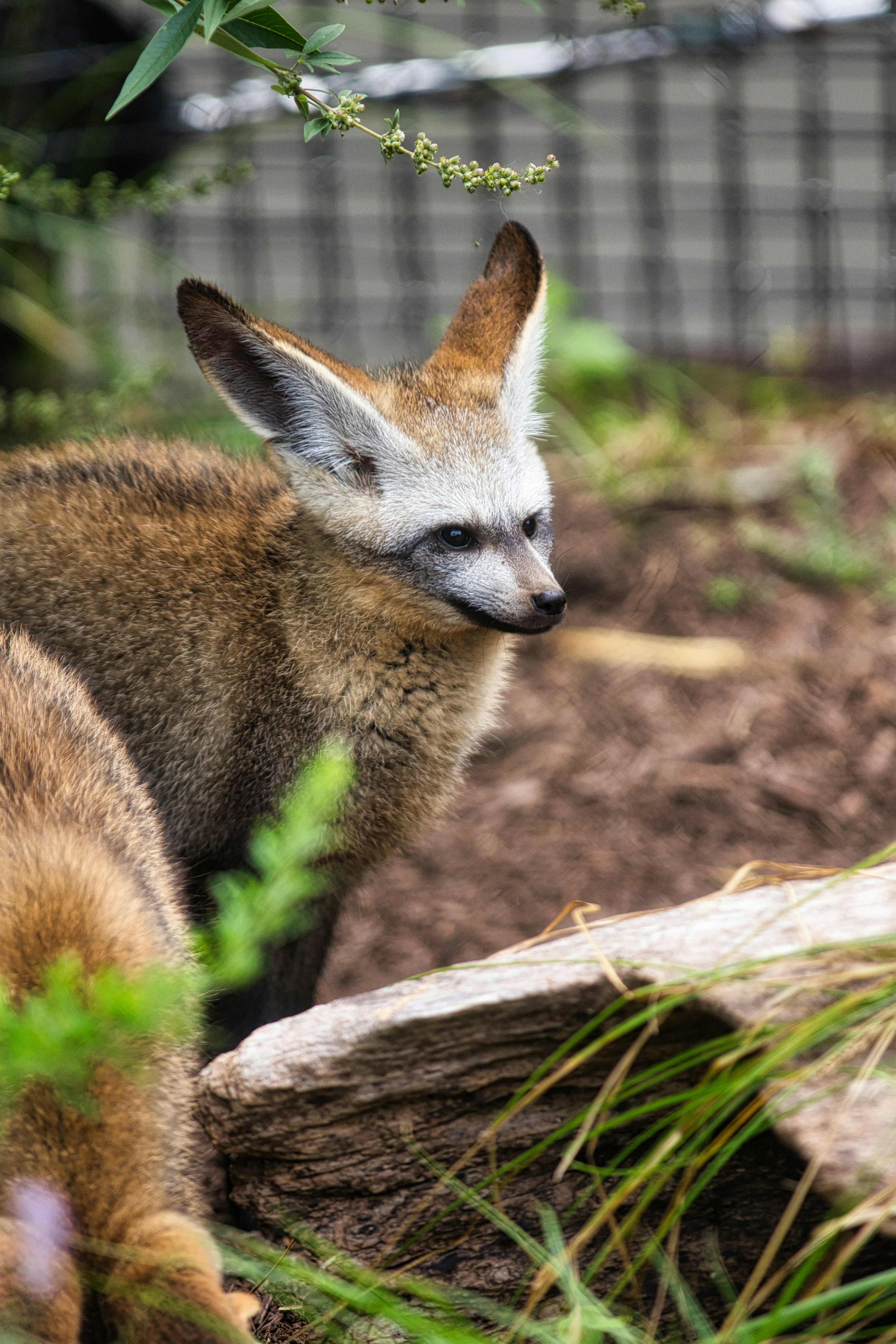 Curious Vulpine in Quiet Enclosure