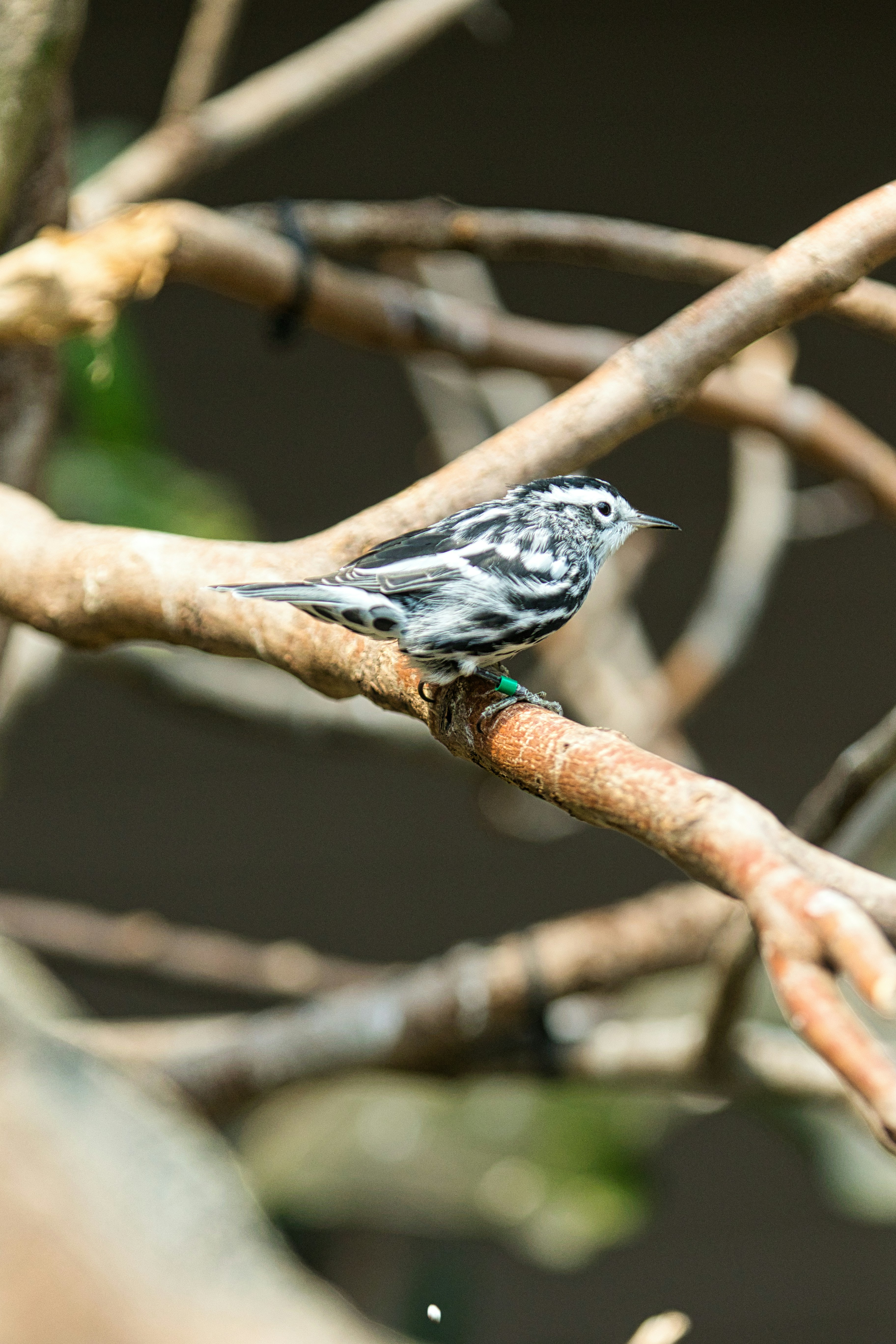 Black-and-White Warbler Perched on Twisted Branches