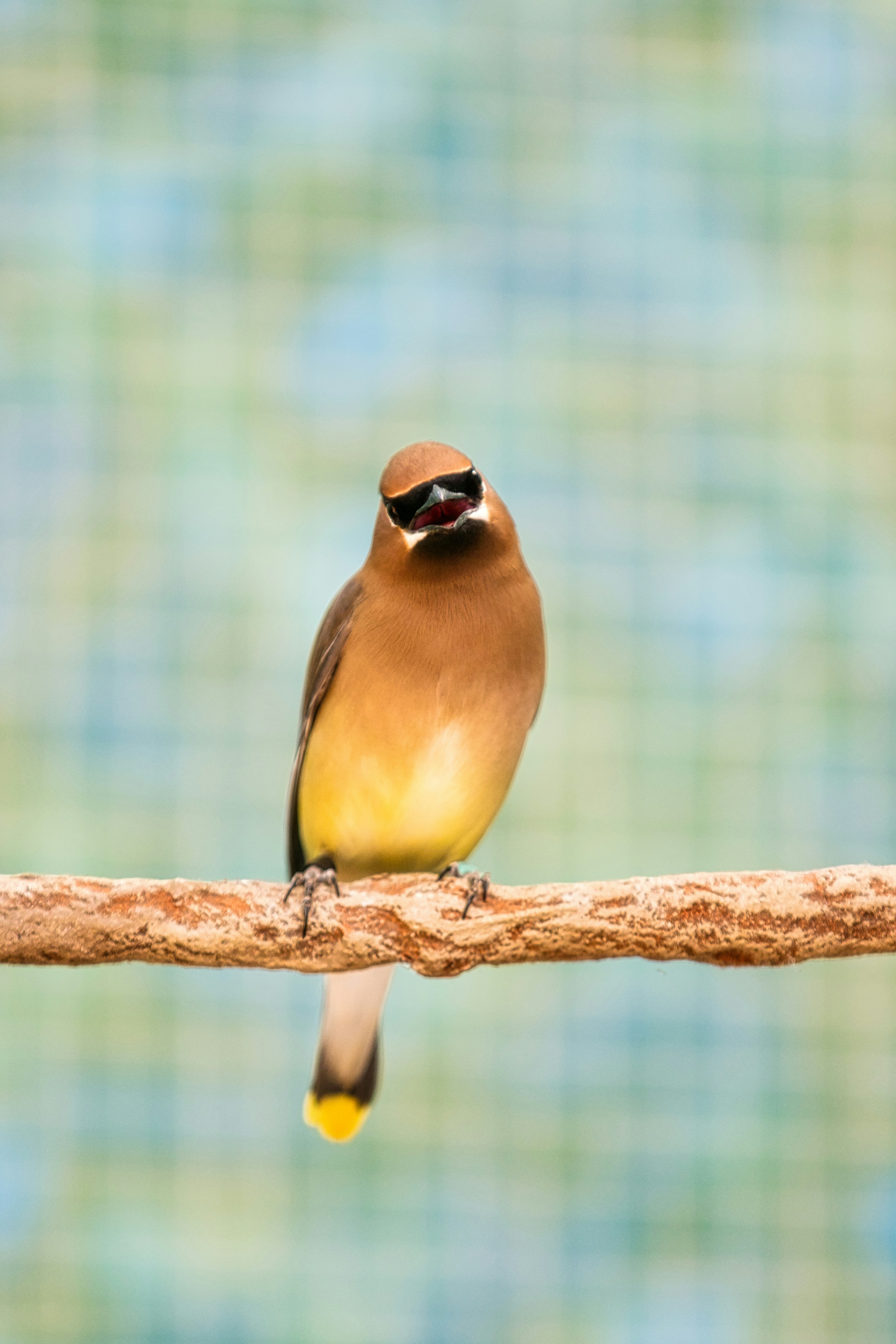 Open-beak Warbler: A bright-eyed moment on a sunlit perch