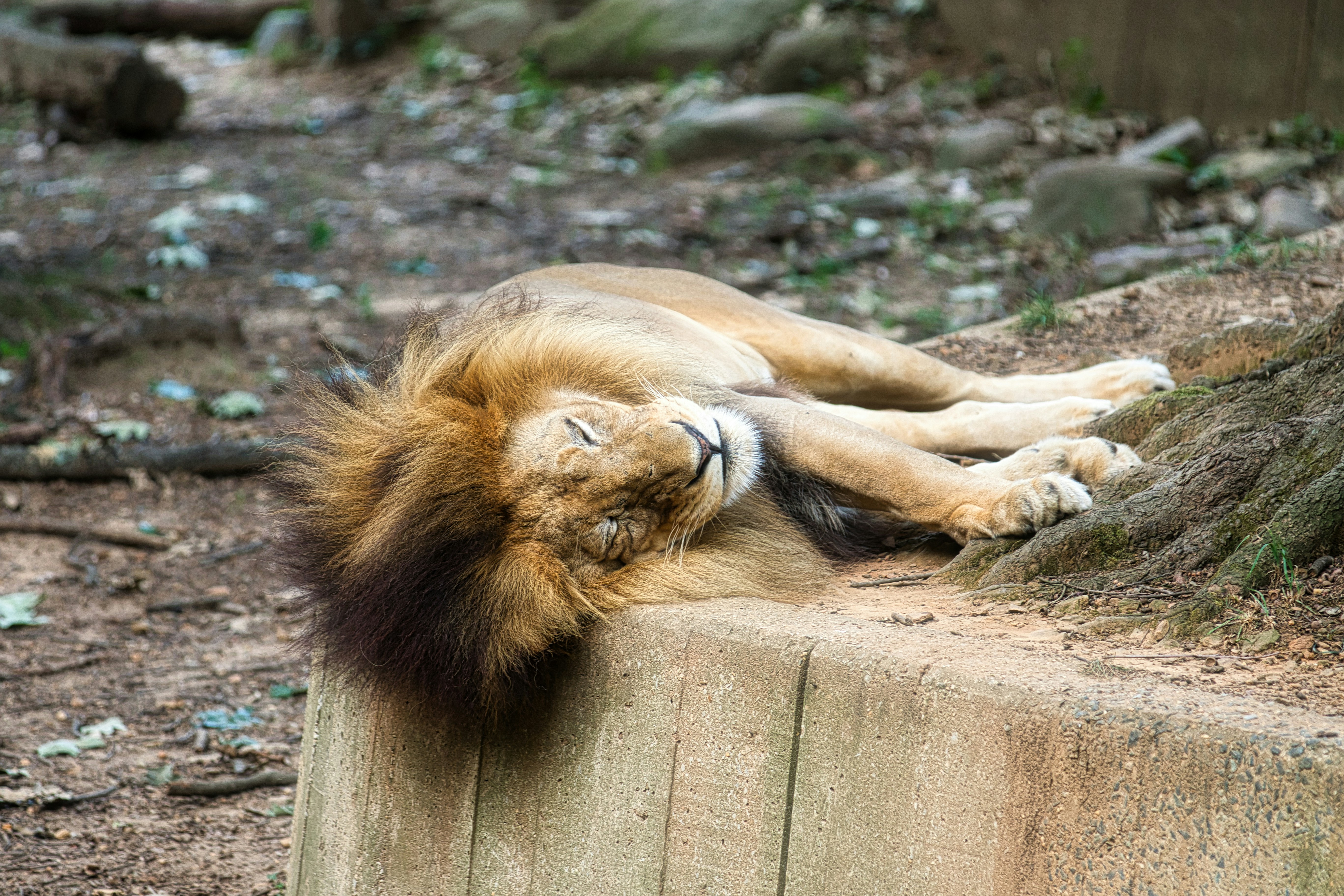 Resting King: A Striking Leo in Quiet Dappled Shade