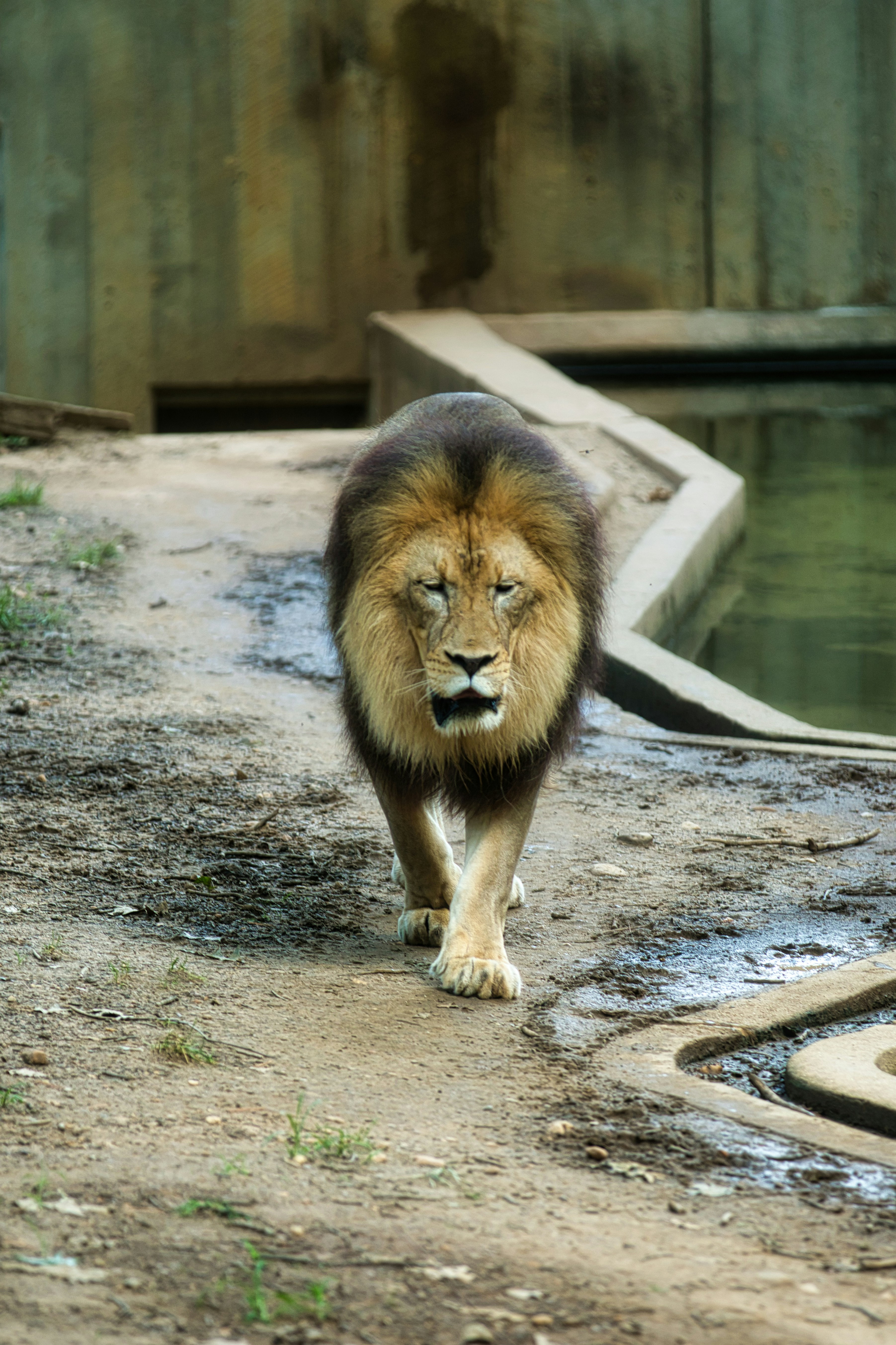 Majestic Stare: A Lion's Approach Along the Riverside Path