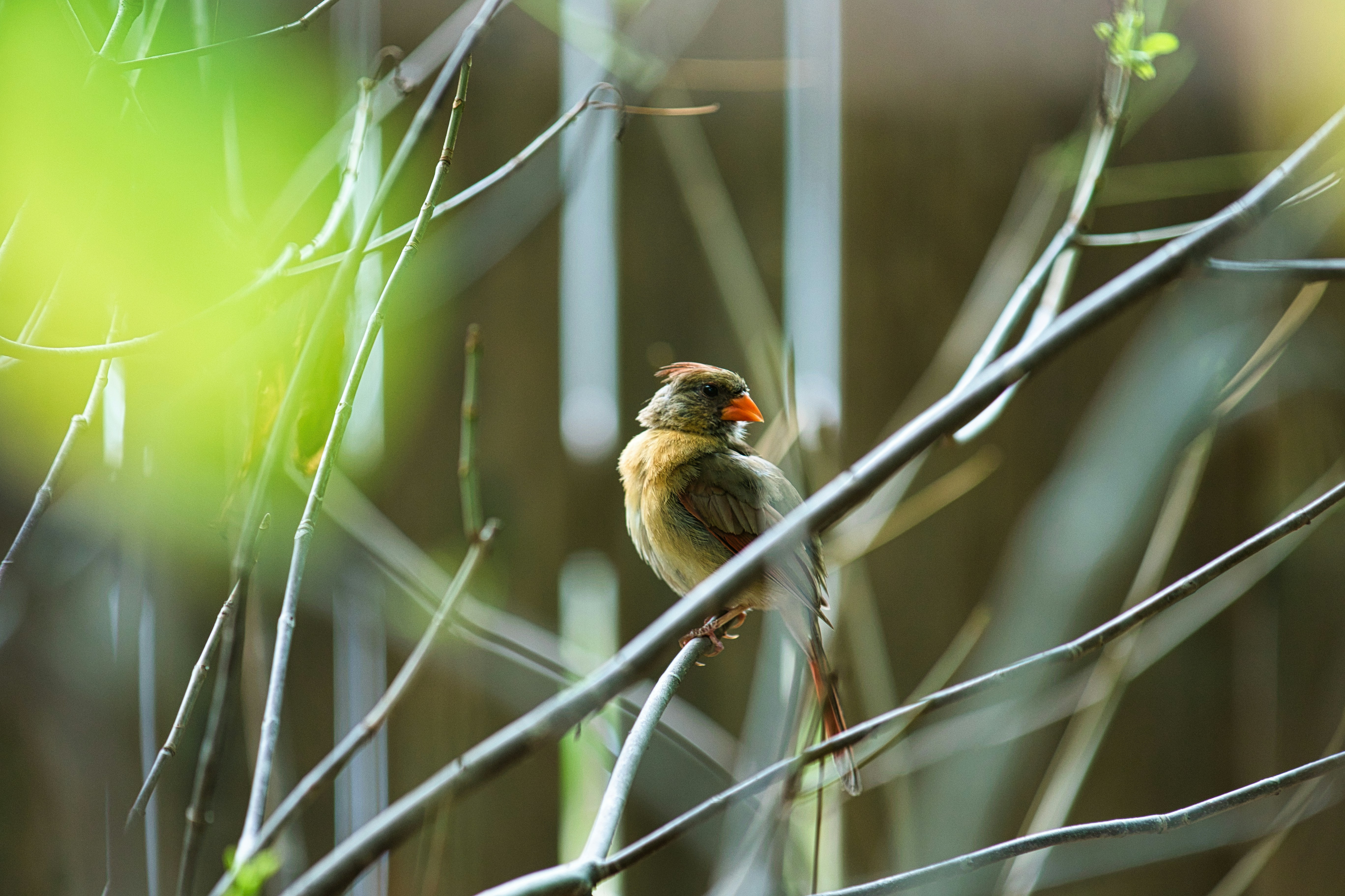 Tiny Sunbird Amid Whispering Reeds