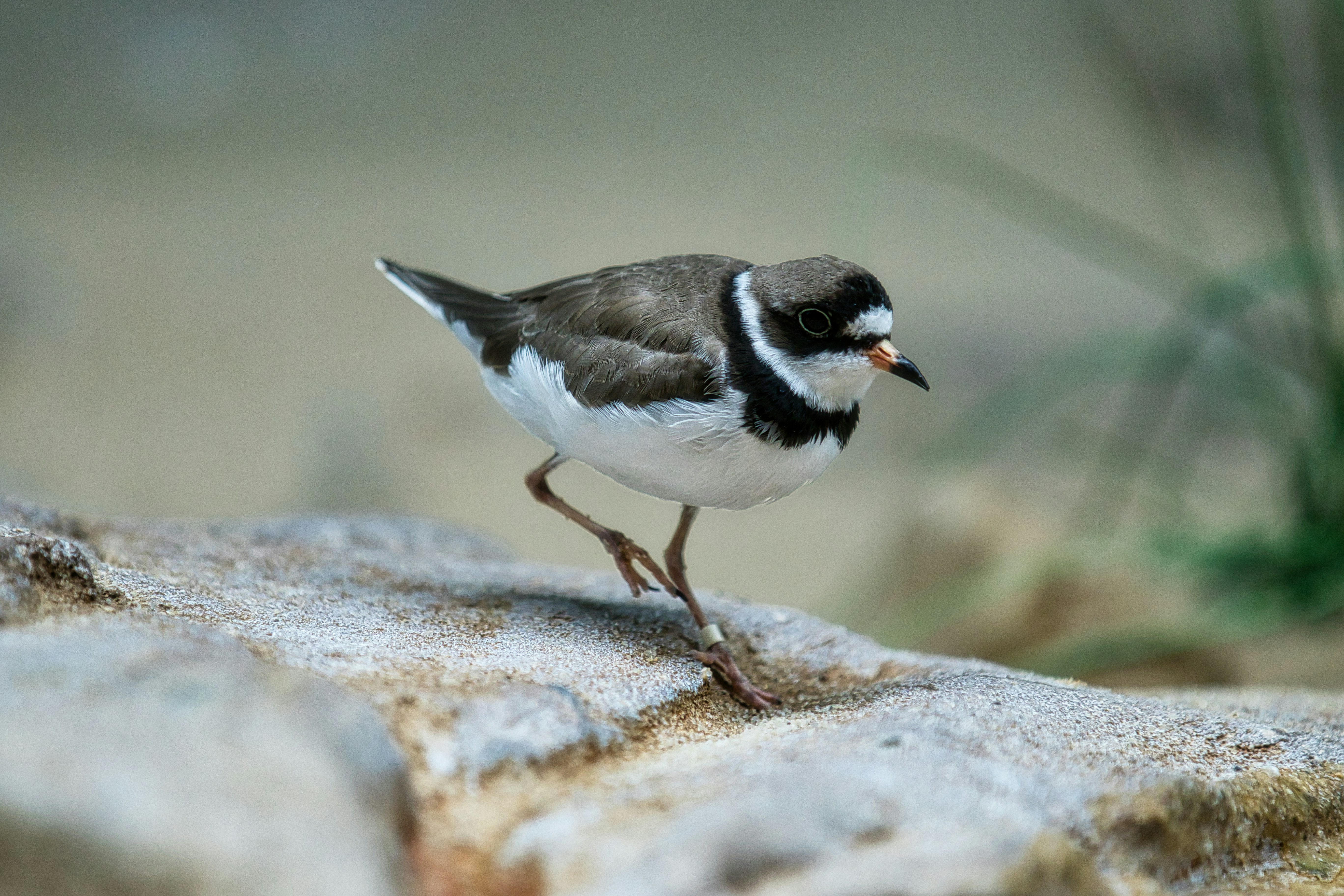 Black-and-white Plover Perched on Sunlit Granite