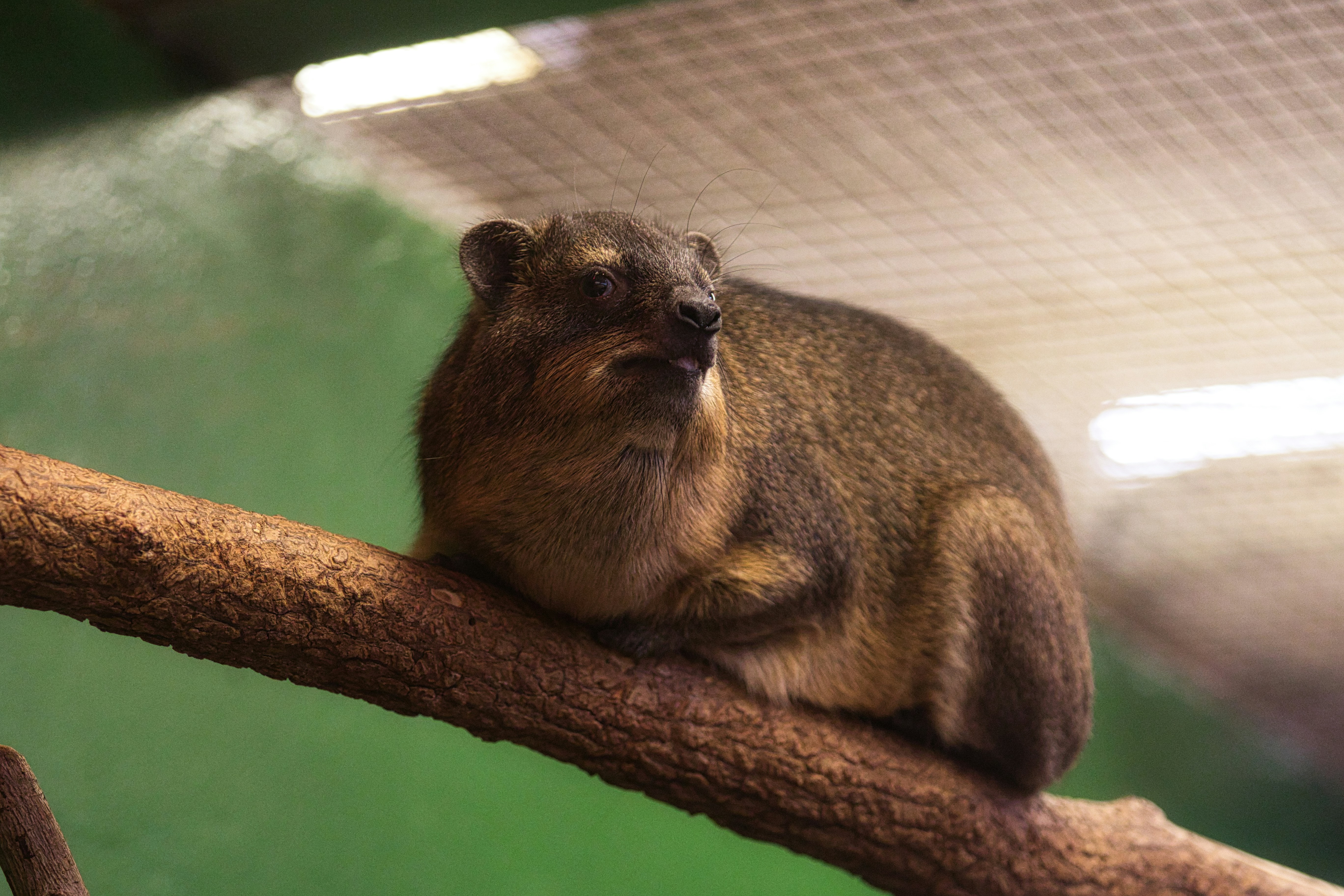 Curled Arboreal Observer on a Sunlit Branch
