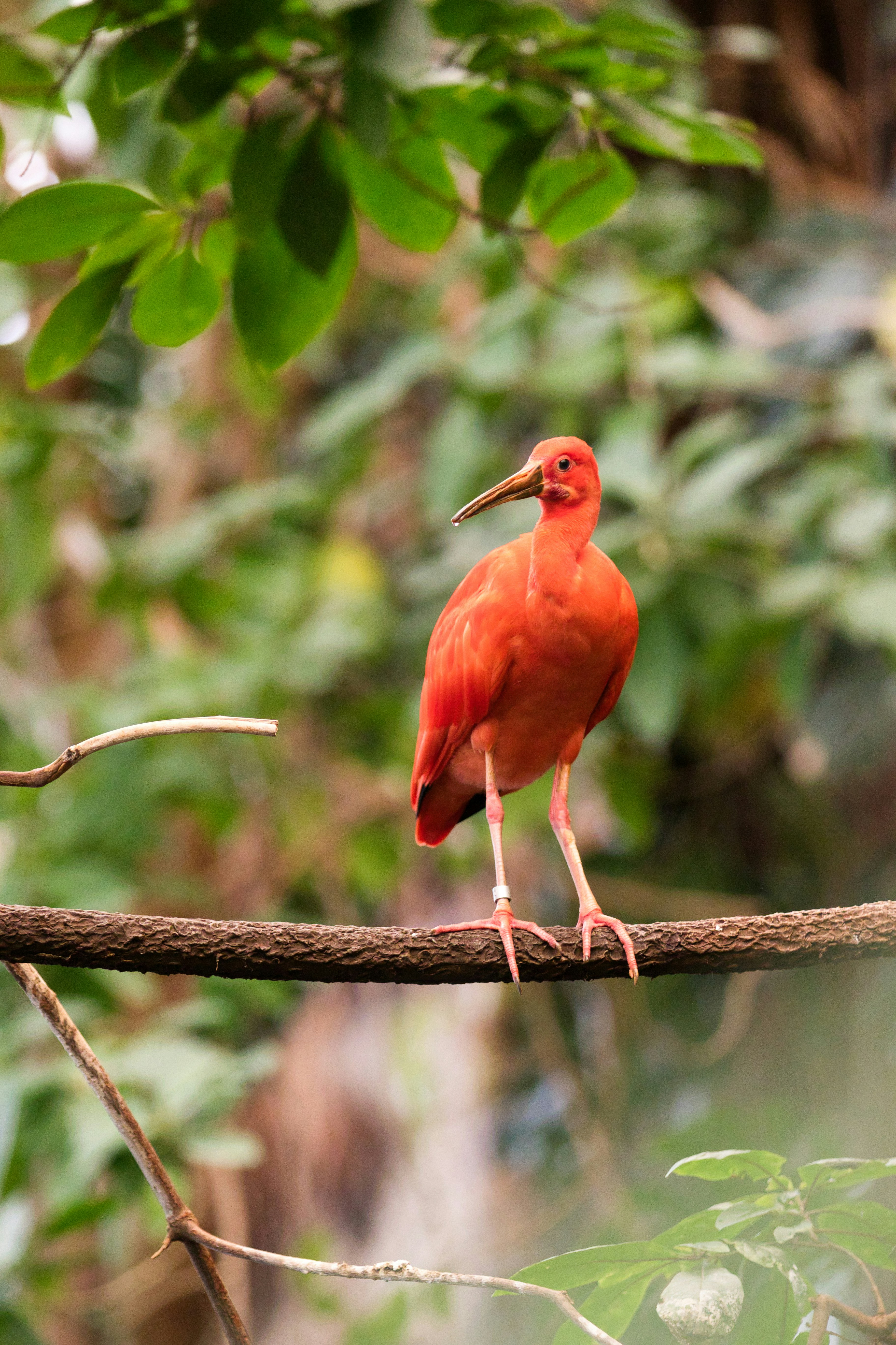Crimson perched: a solitary Scarlet Ibis on a mossy branch