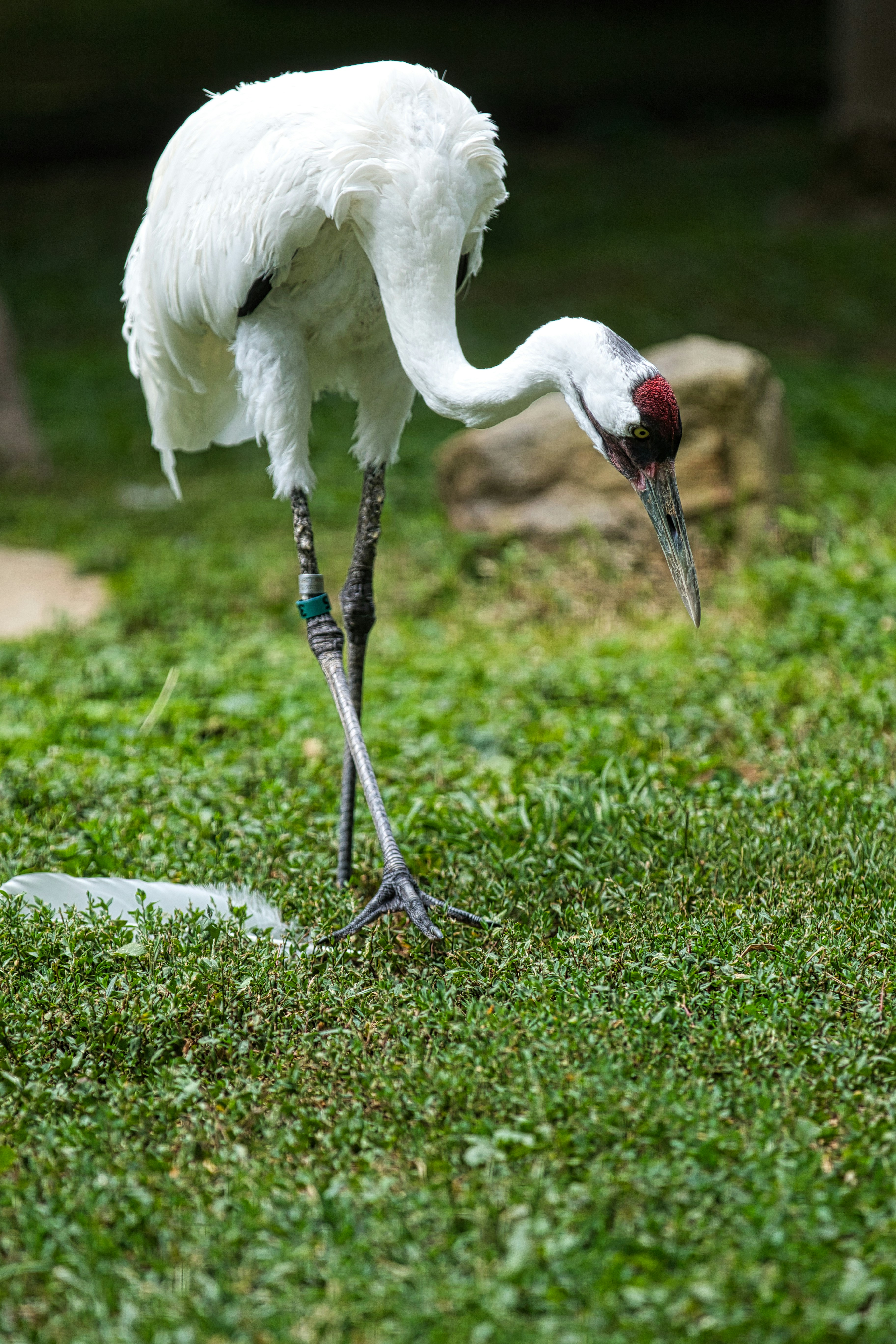White Heron in Focus: A Slow Sine of Posture and Piercing Gaze