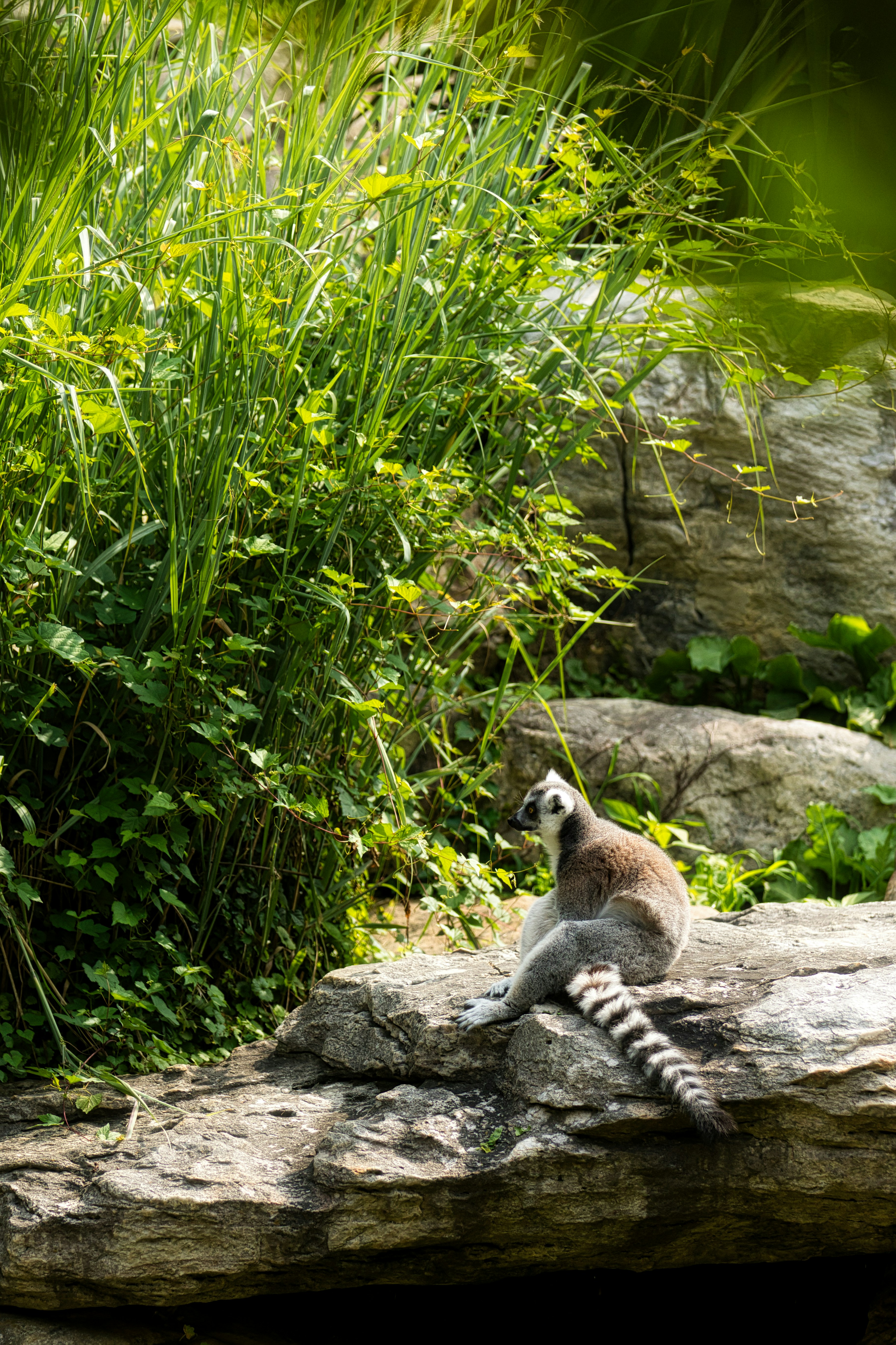 Lemur on a sunlit rock: a quiet moment among river stones