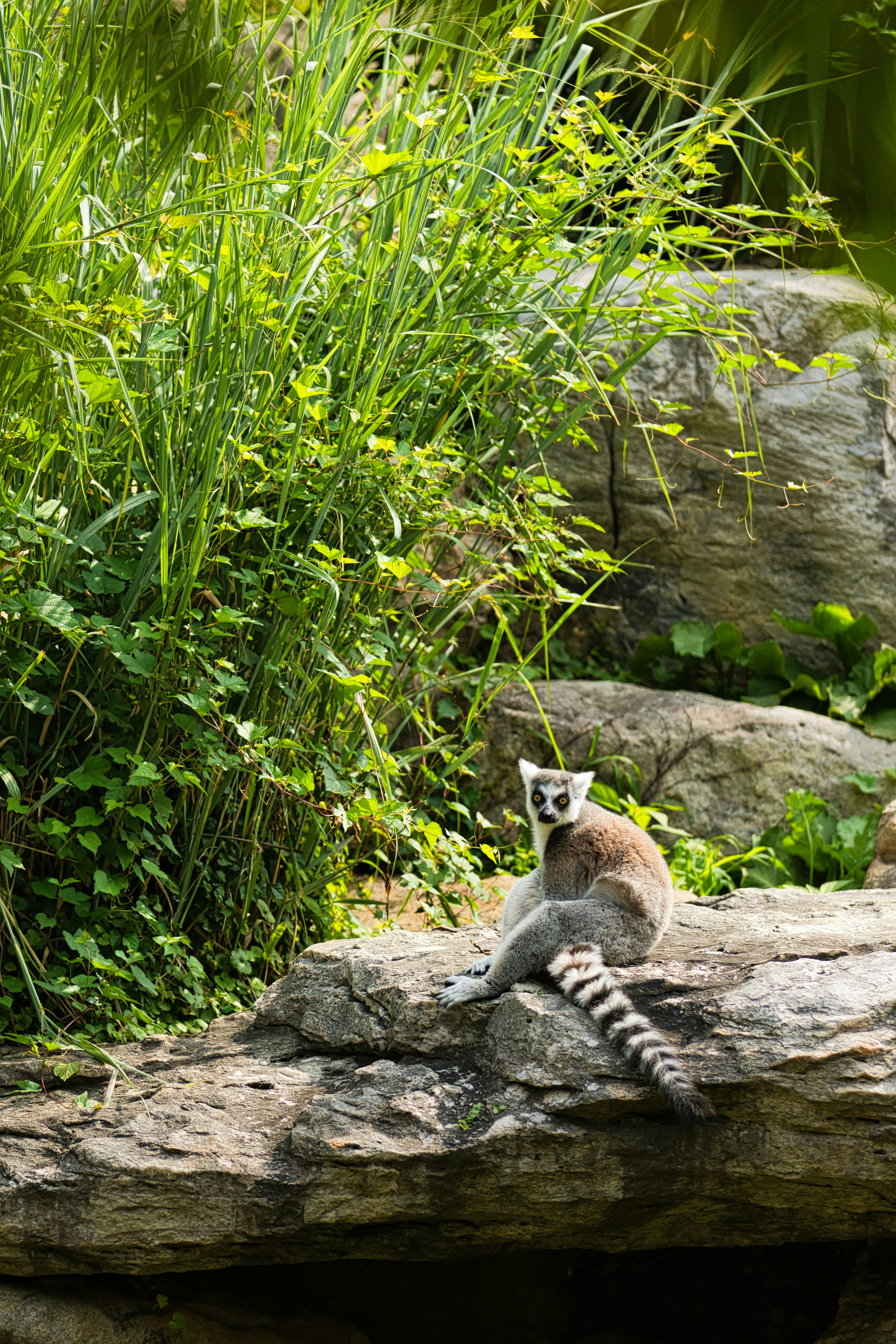 Lemur on a sunlit rock among lush reeds