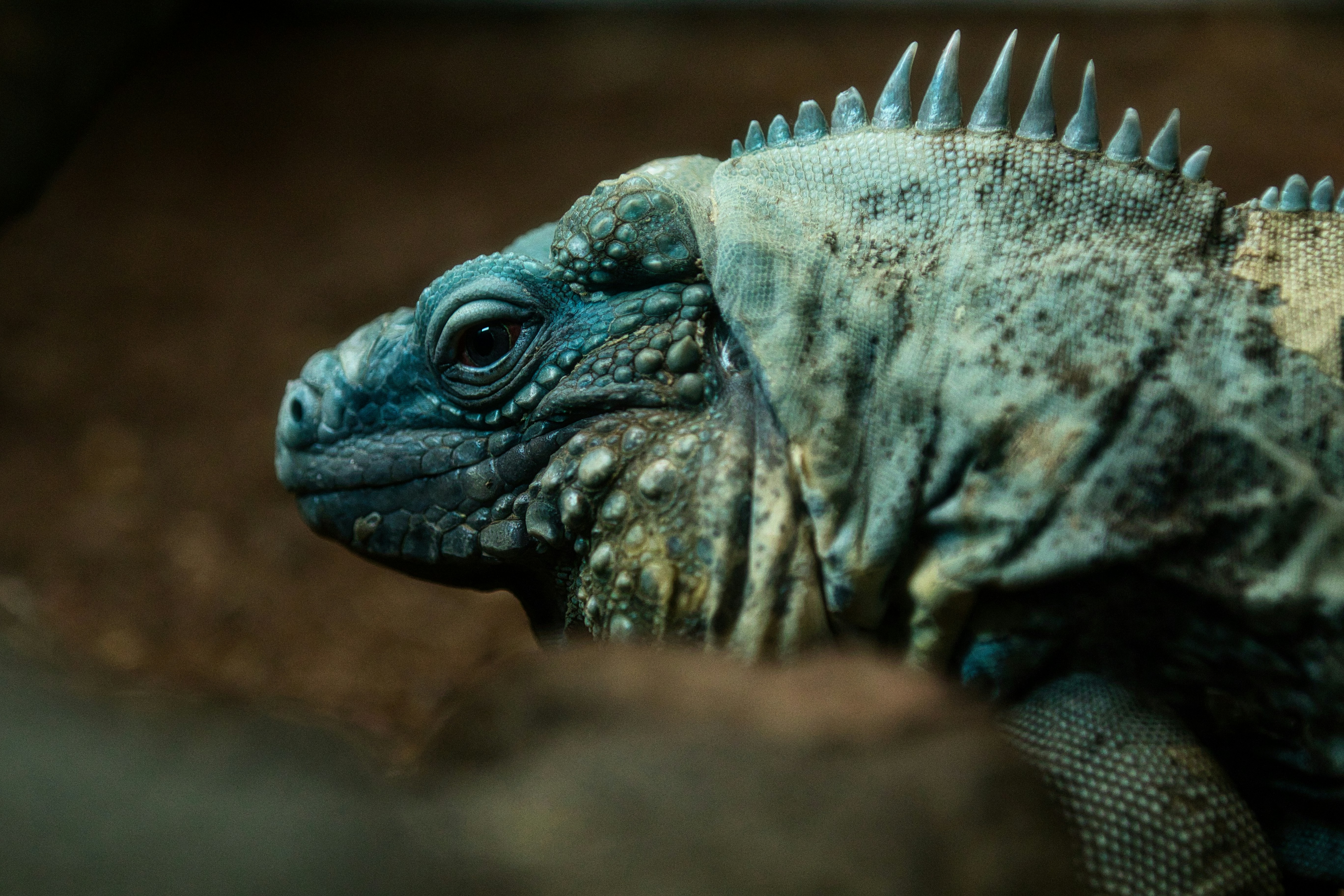 A Regal Gaze: Close-Up of a Spiny-Tailed Lizard