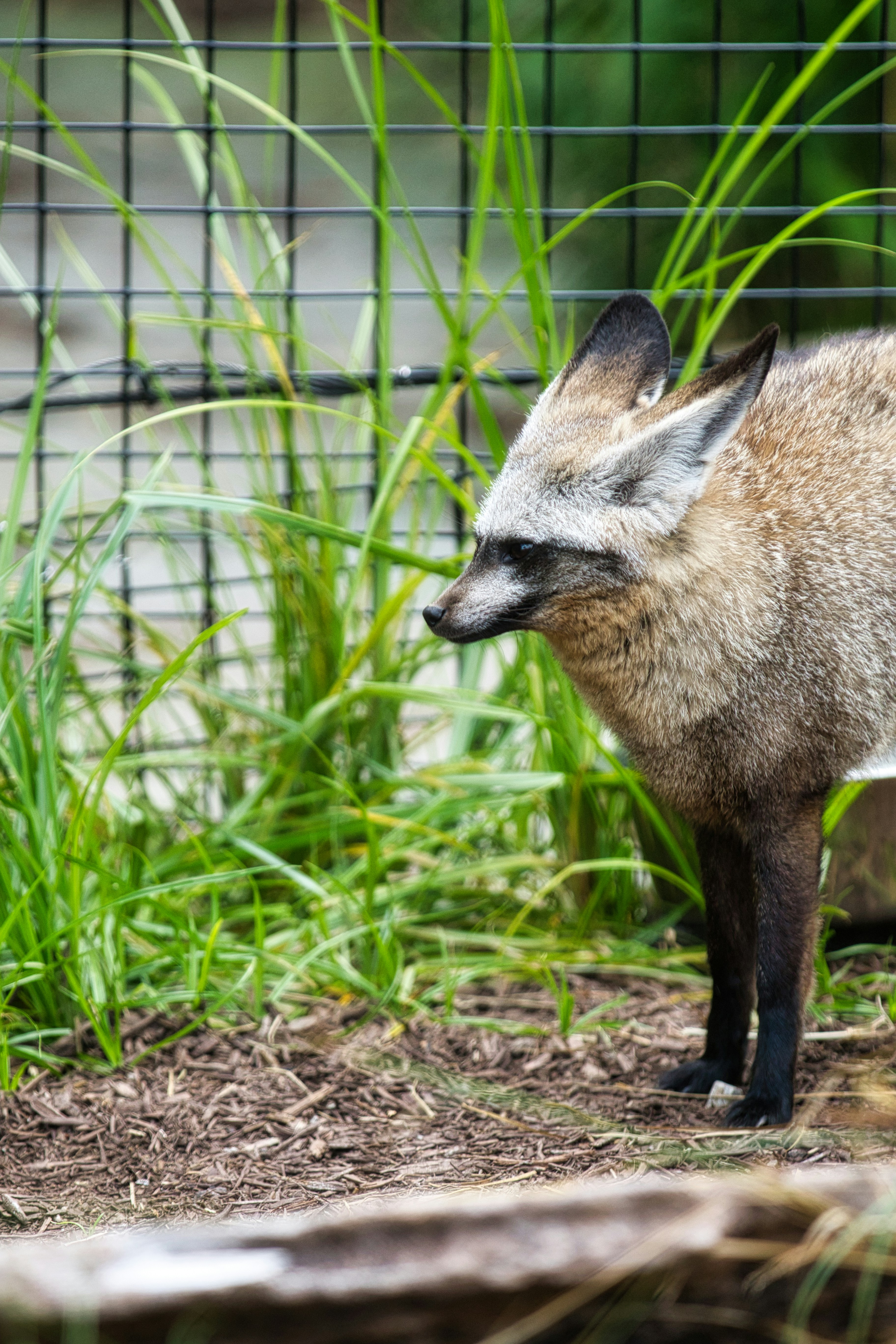 Fennec’s Stride: A Side View of a Curious Fox