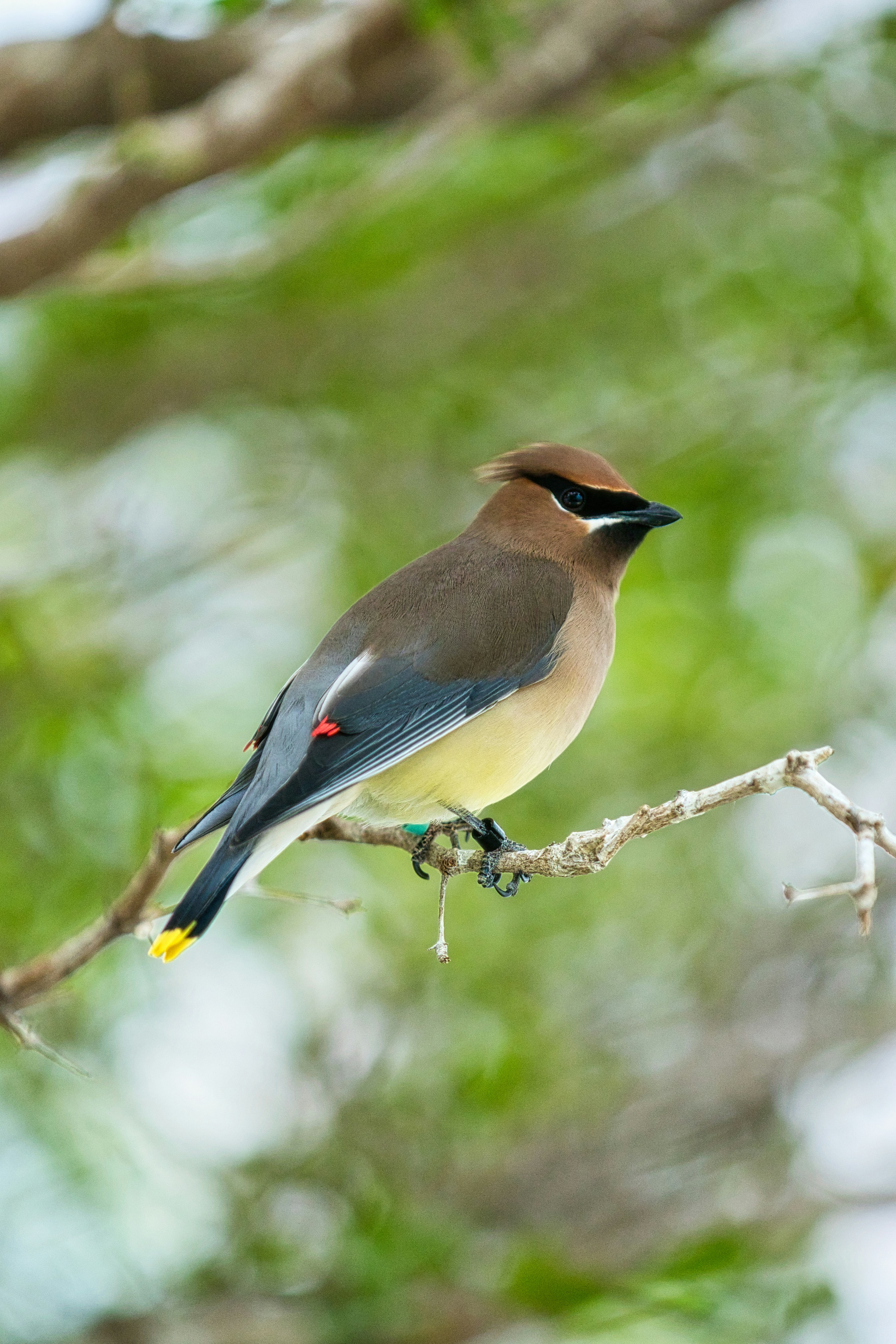 Masked Bohemian: A Cedar Vireo in Soft Focus Light