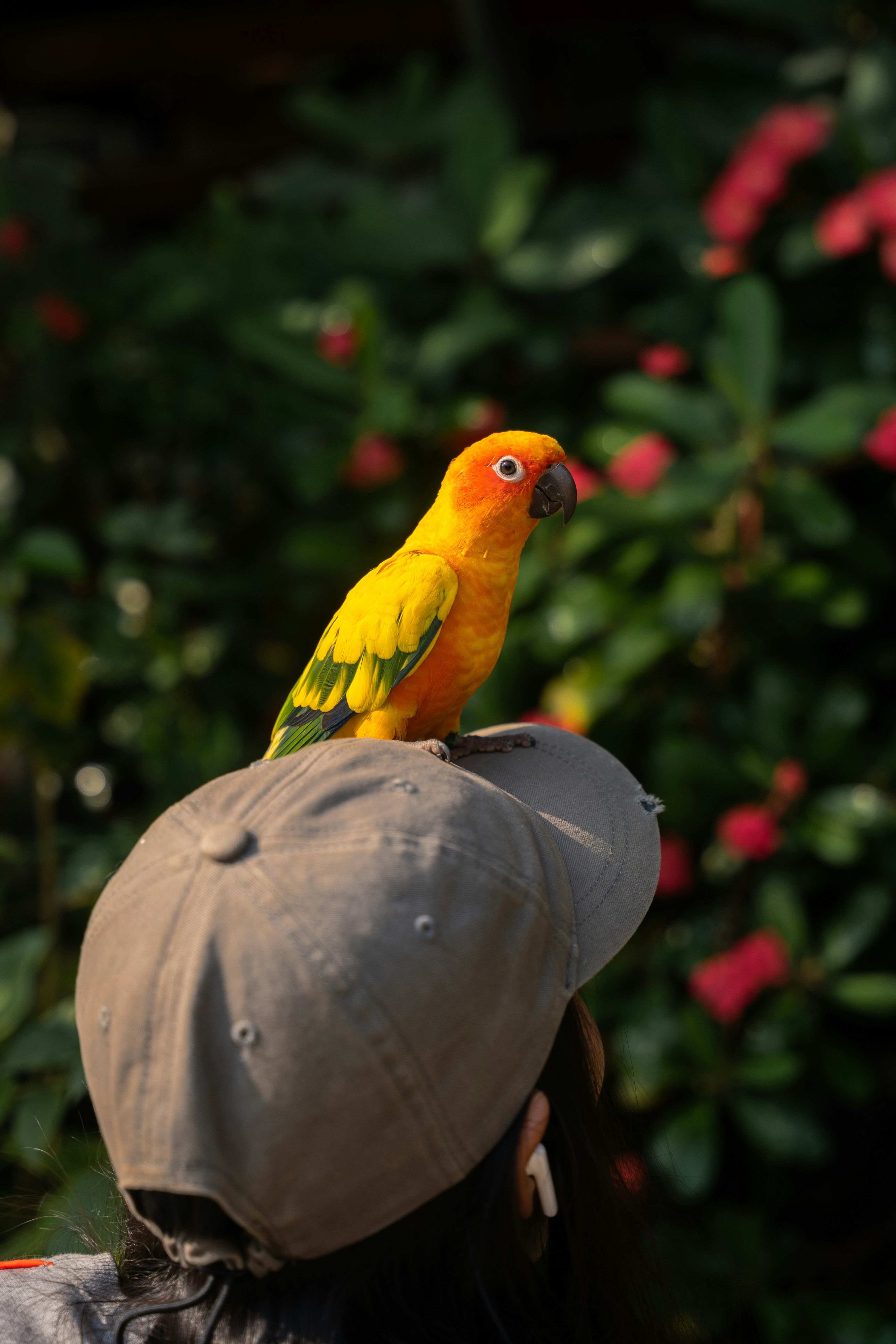 Bright orange parrot with green wings perched on a gray cap, blurred garden background.
