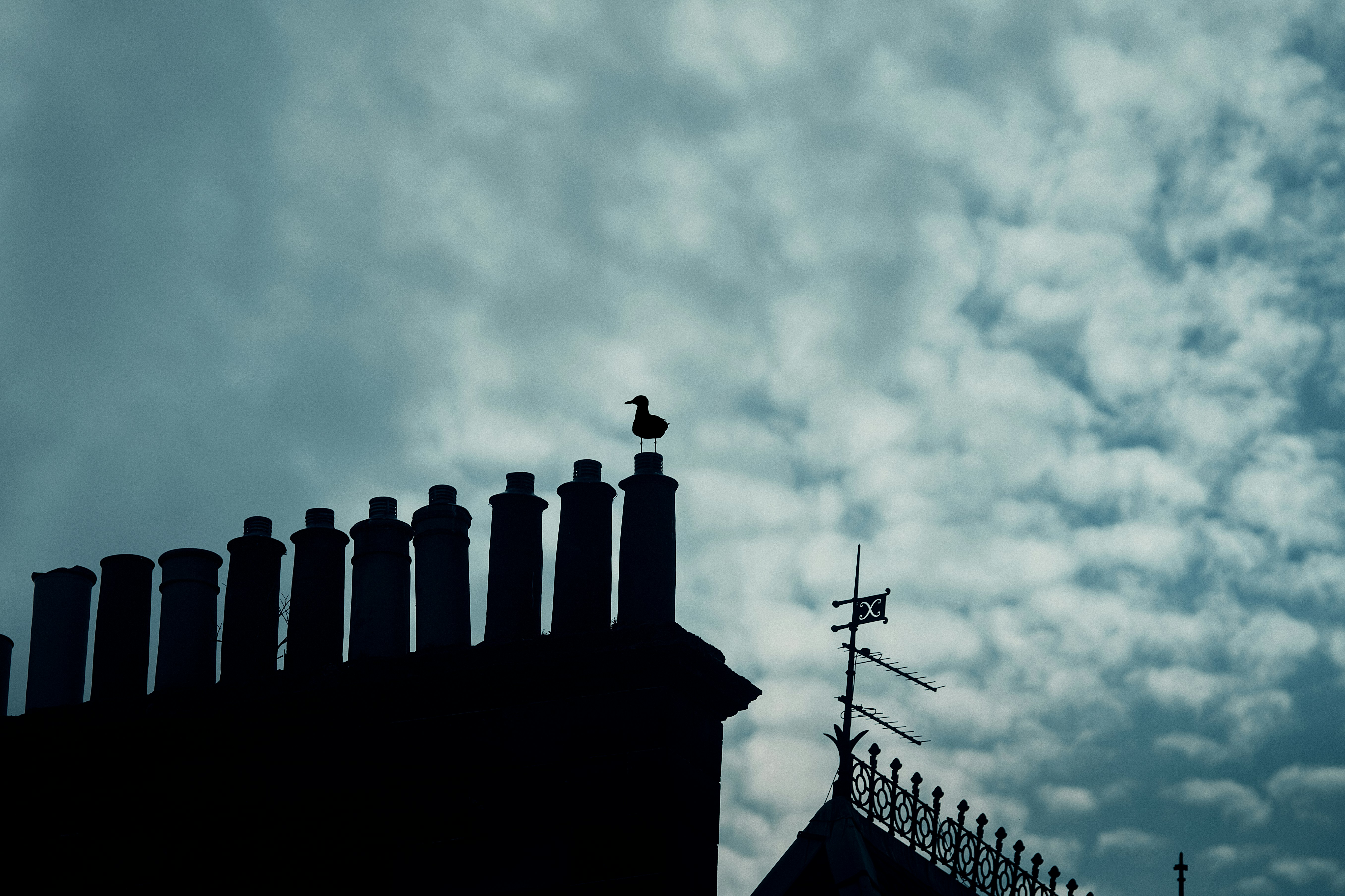 Silhouette atop the Rooftop: A Lone Seagull Against a Clouded Sky