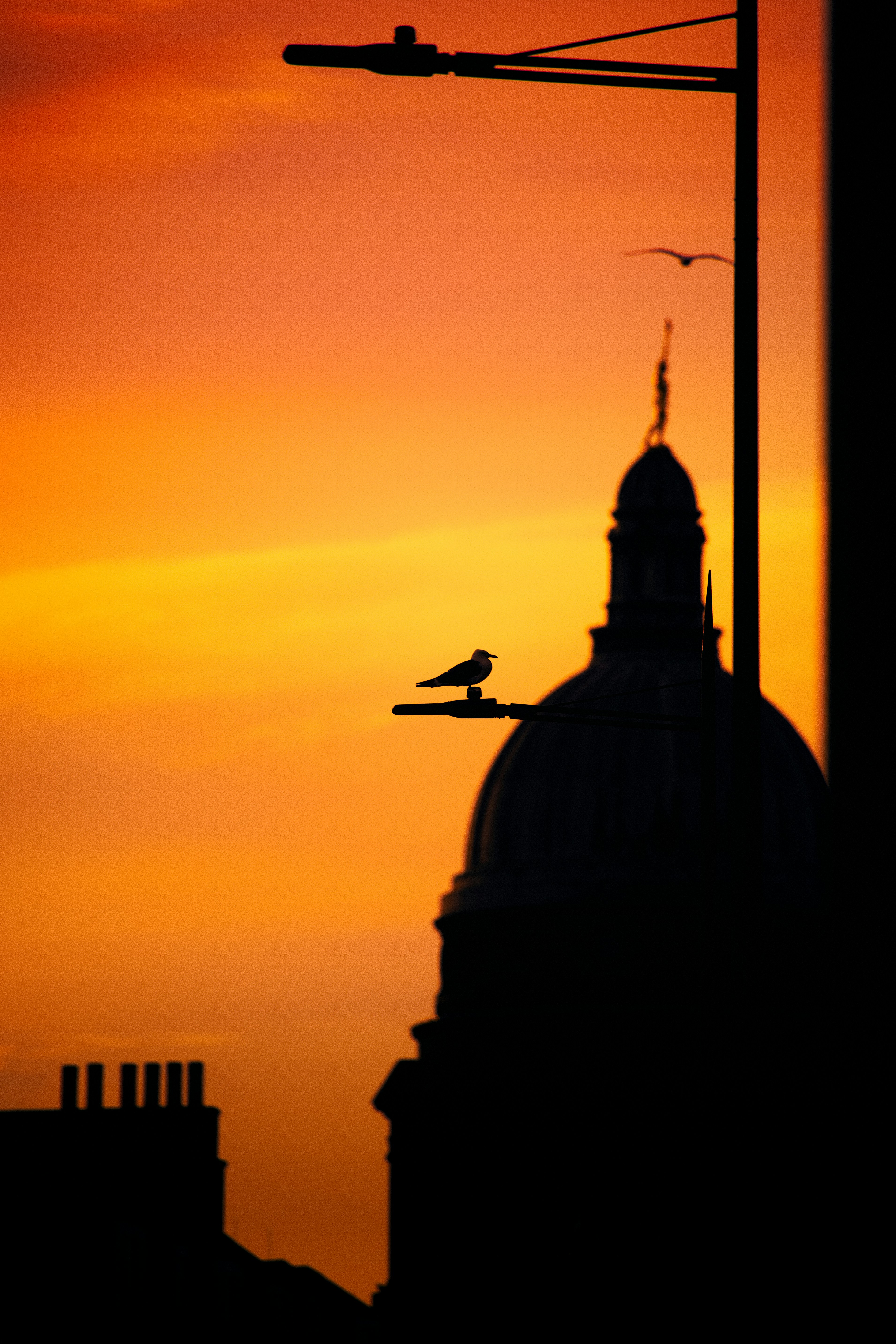 Silhouette over Orange Hour: A Seagull Quietly Perches by a Dome