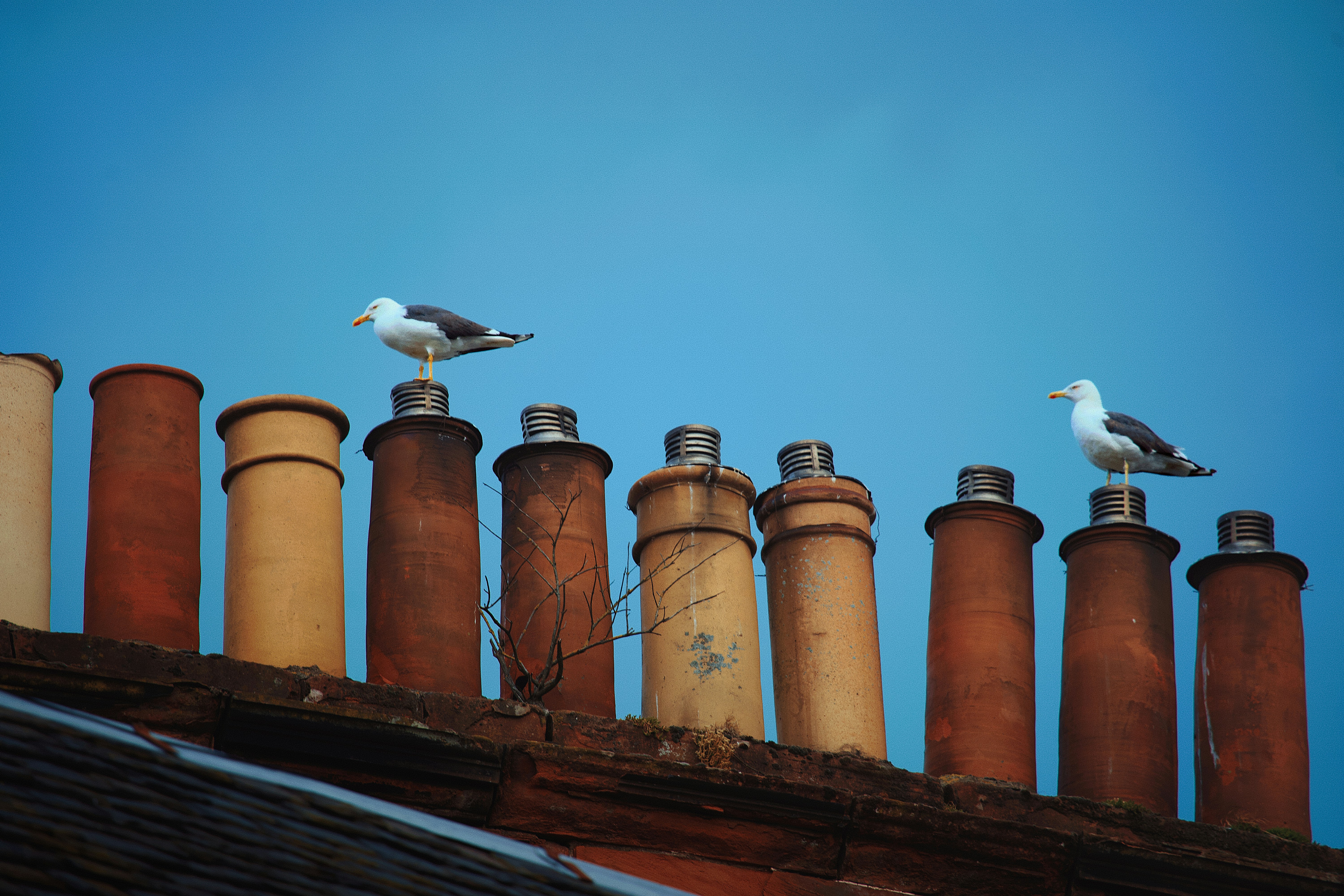 Two seagulls perched on a row of old chimney pots.