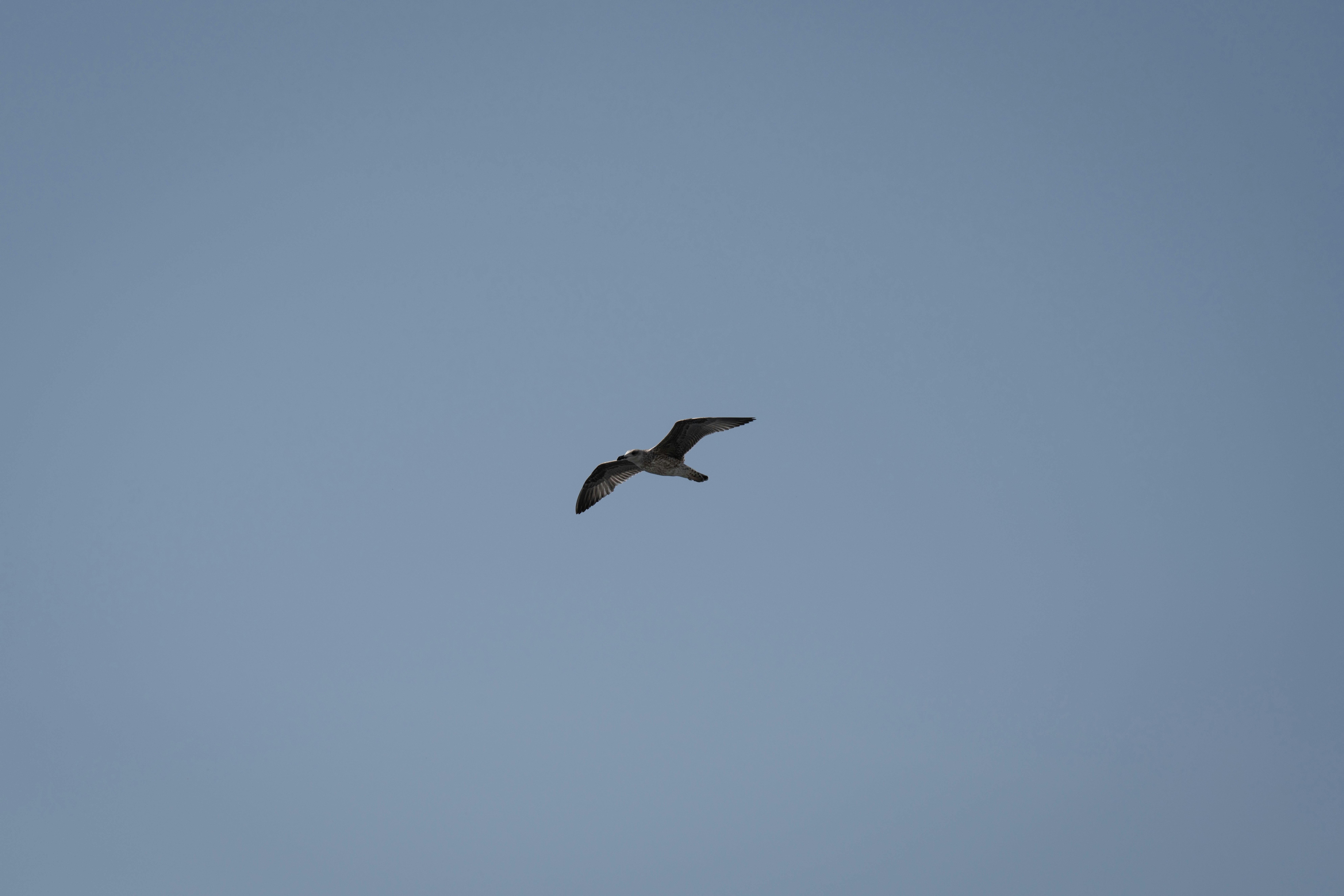 Mid‑air Silhouette: A lone seabird carving the blue expanse