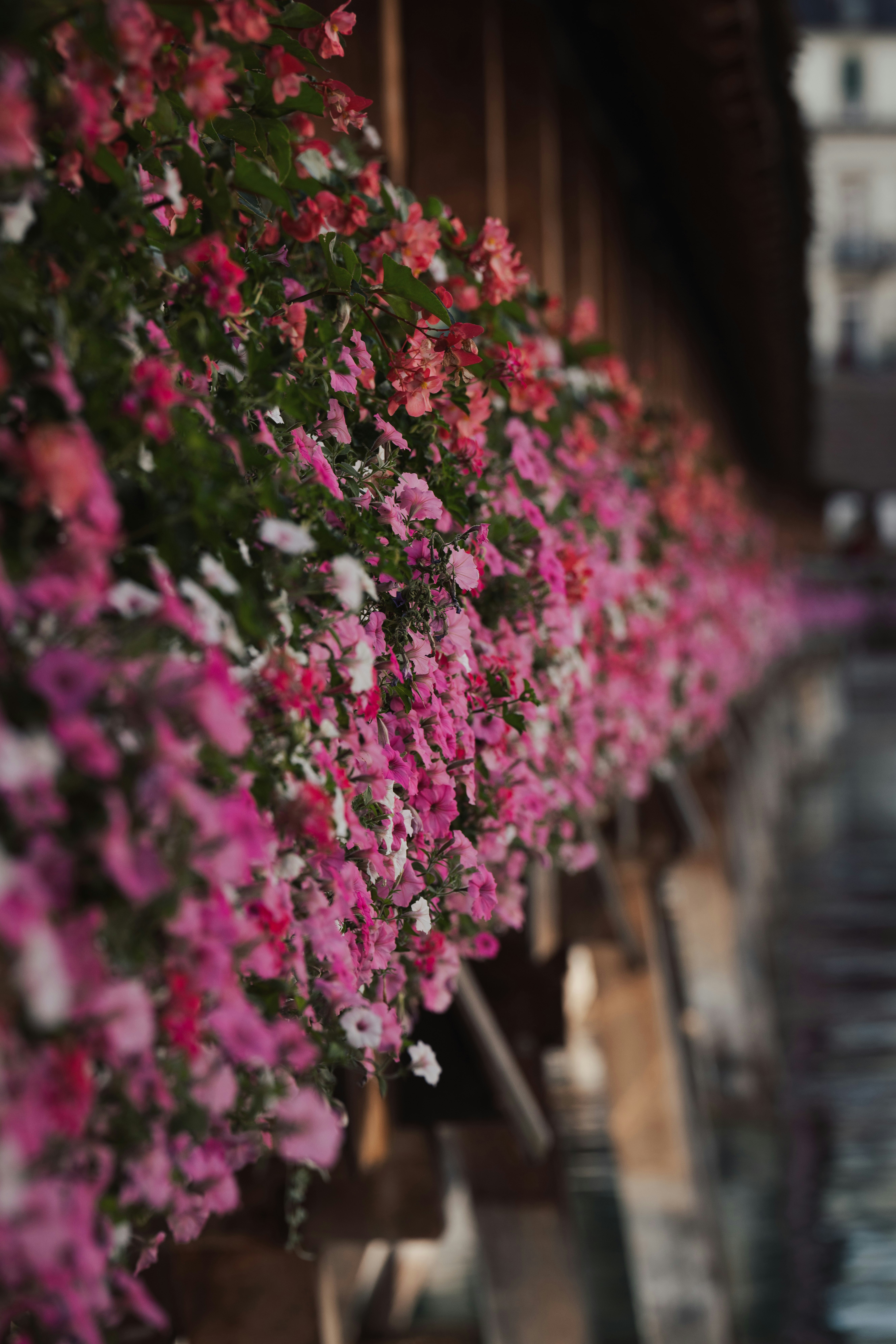 Bouquet of Blush: Cascading Flowers Along a Narrow Canal