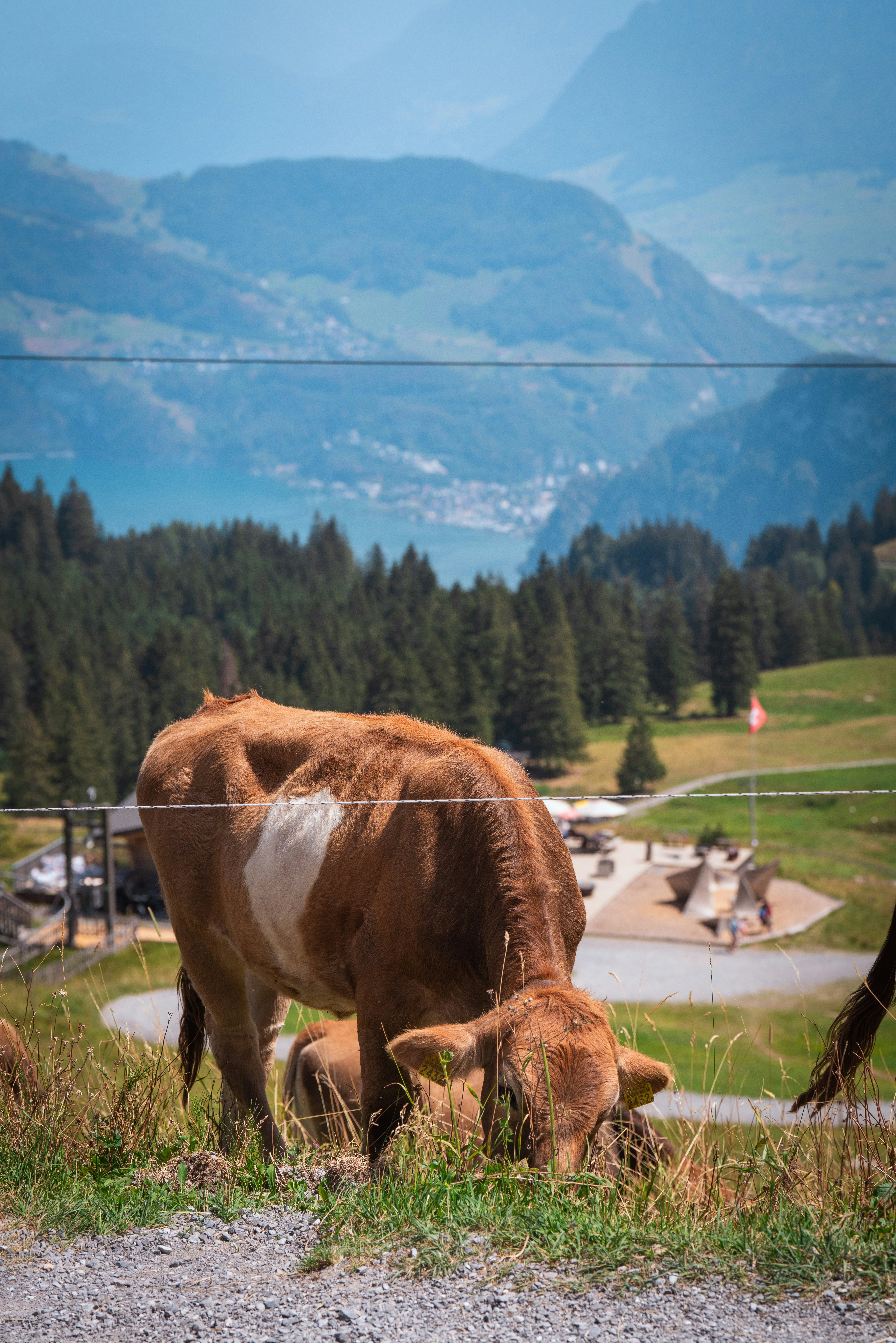 Pasture Giant: A Highland Cow Grazes Amid Mountain Vistas