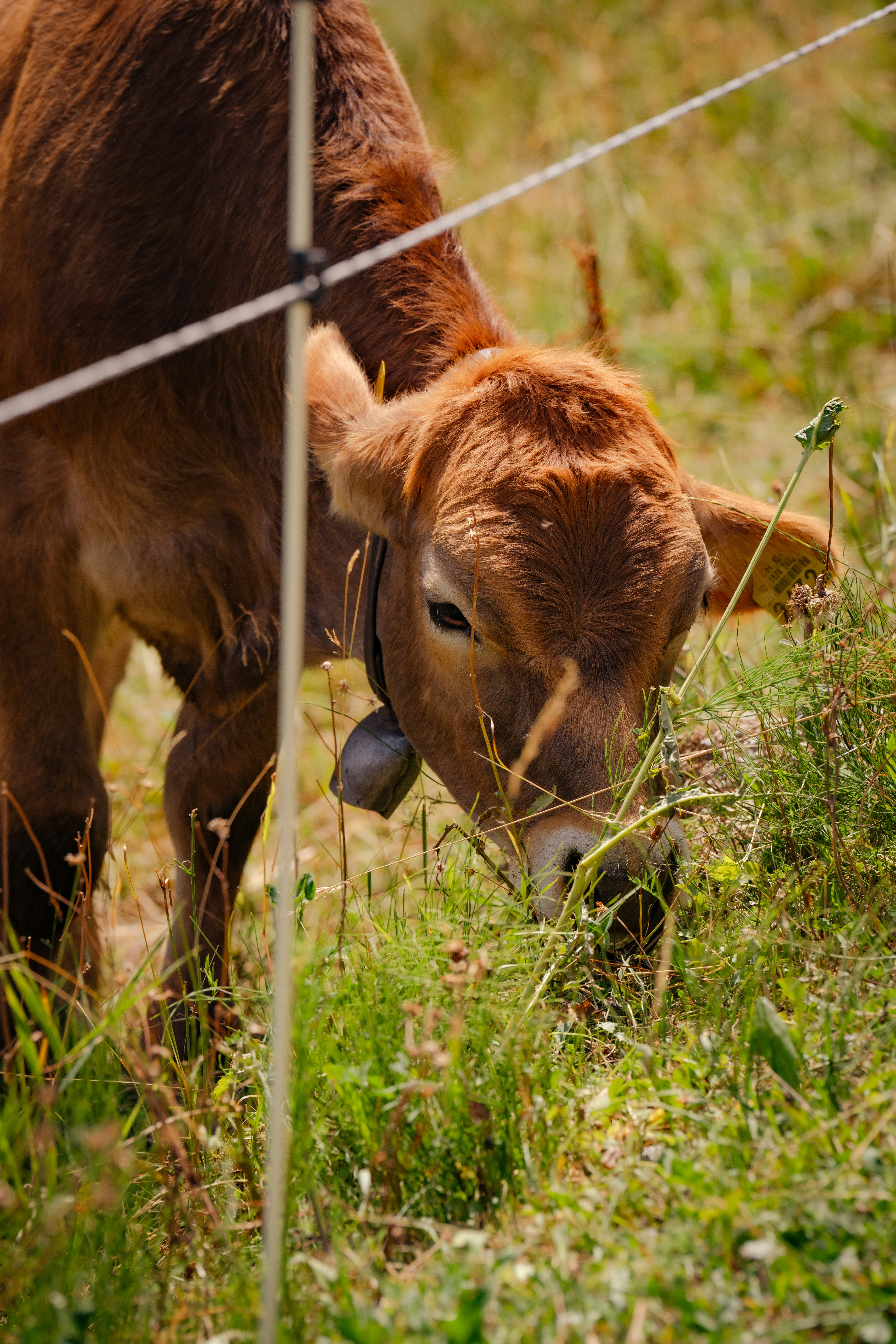 Focused Grazing: A Loyal Red Cow Nibbles in a Sunlit Meadow