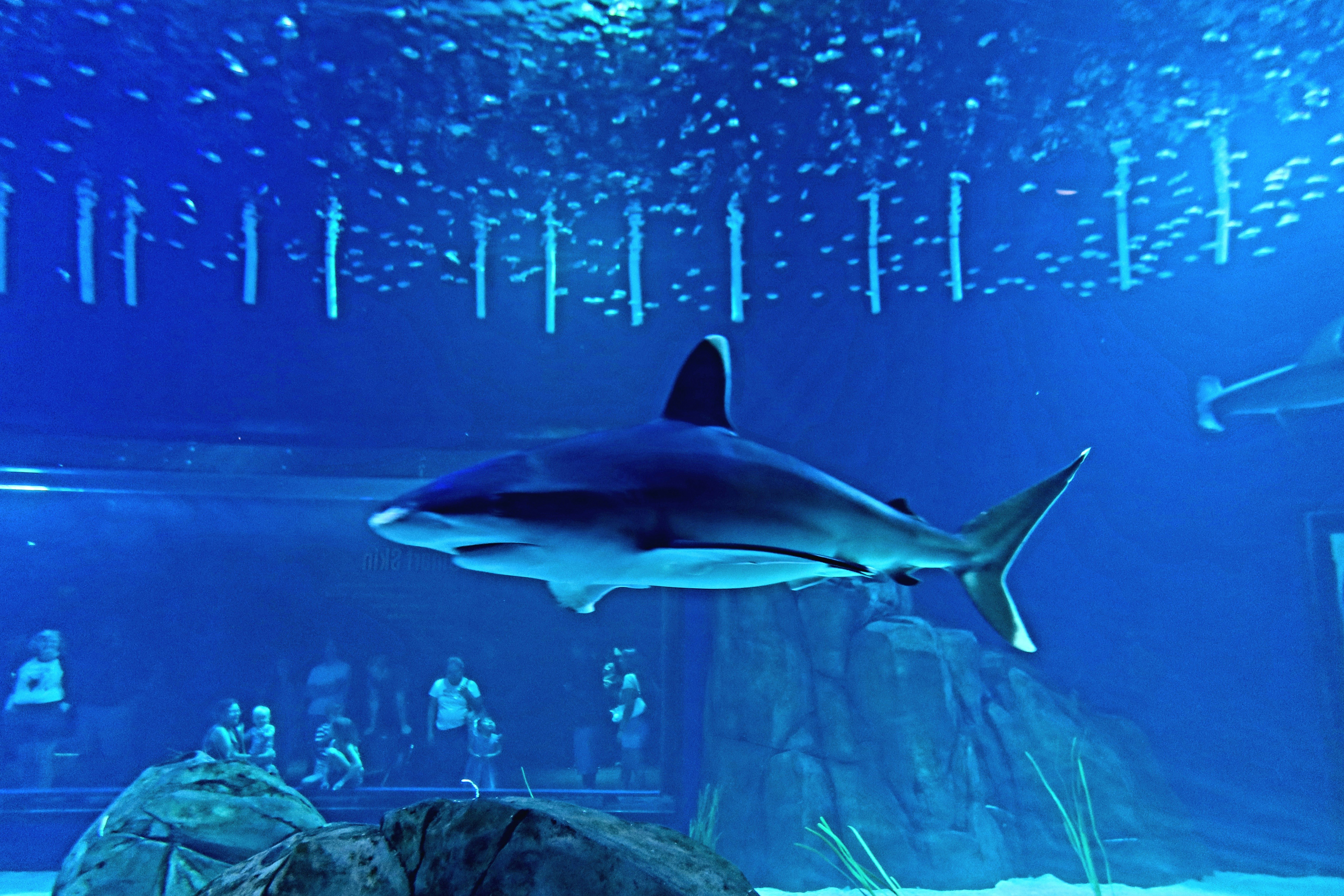Shark photo shot on Canon PowerShot G7 X Mark III