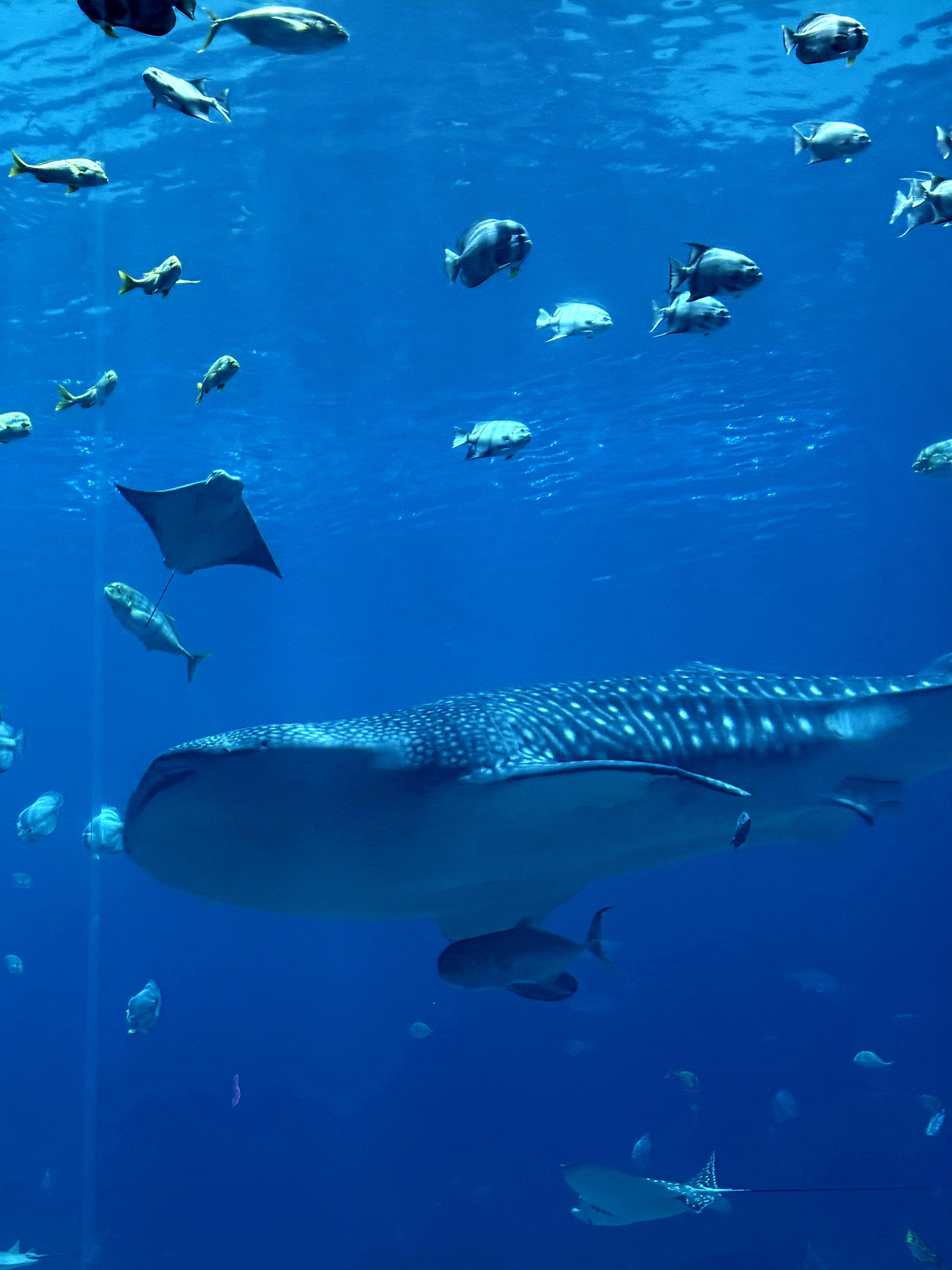 Gliding Giant and Schooling Silhouettes: An Underwater Serenade