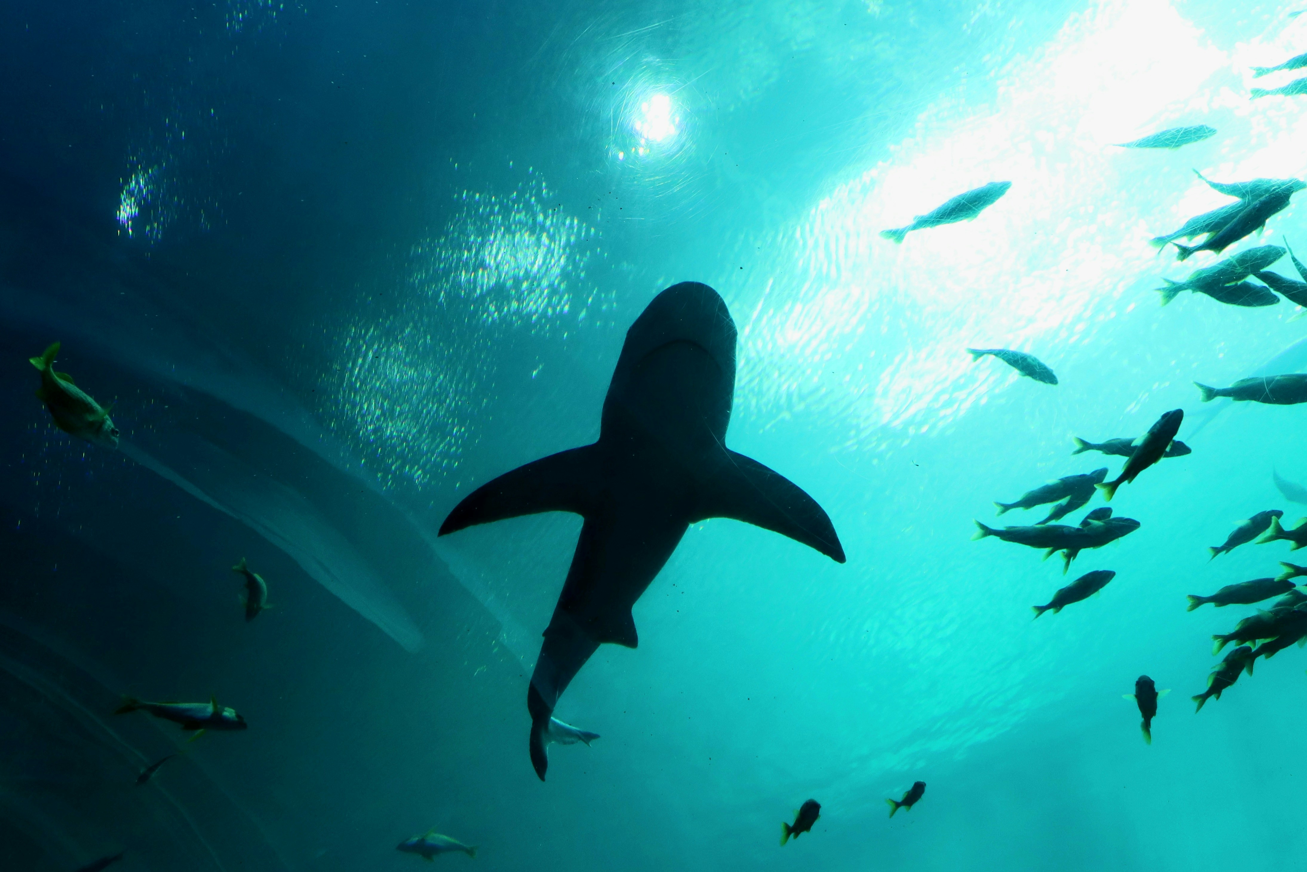 Midwater Streak: A Shark Passes Through an Ocean Wake