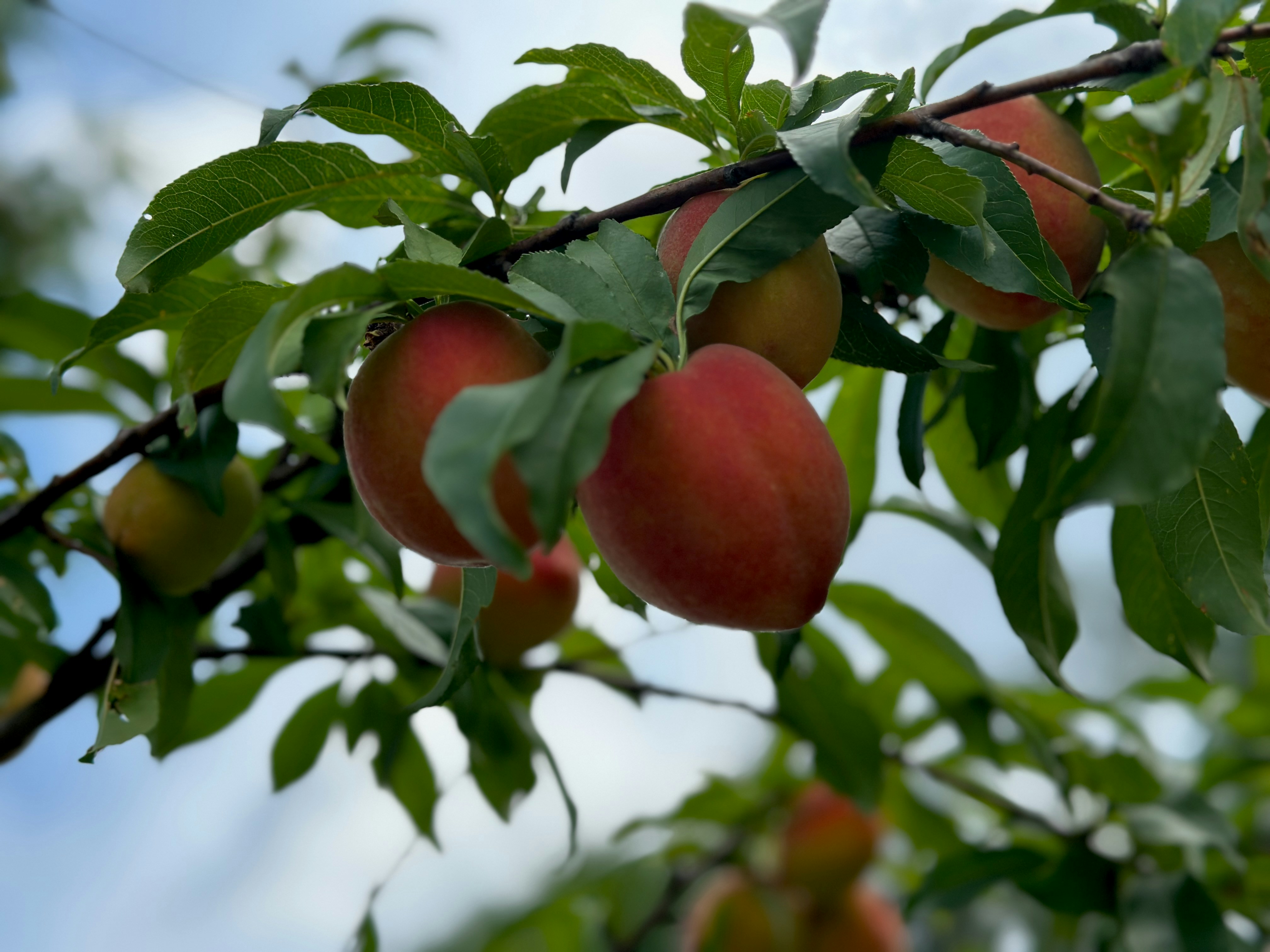Red fruit glow among green leaves on a sunlit branch