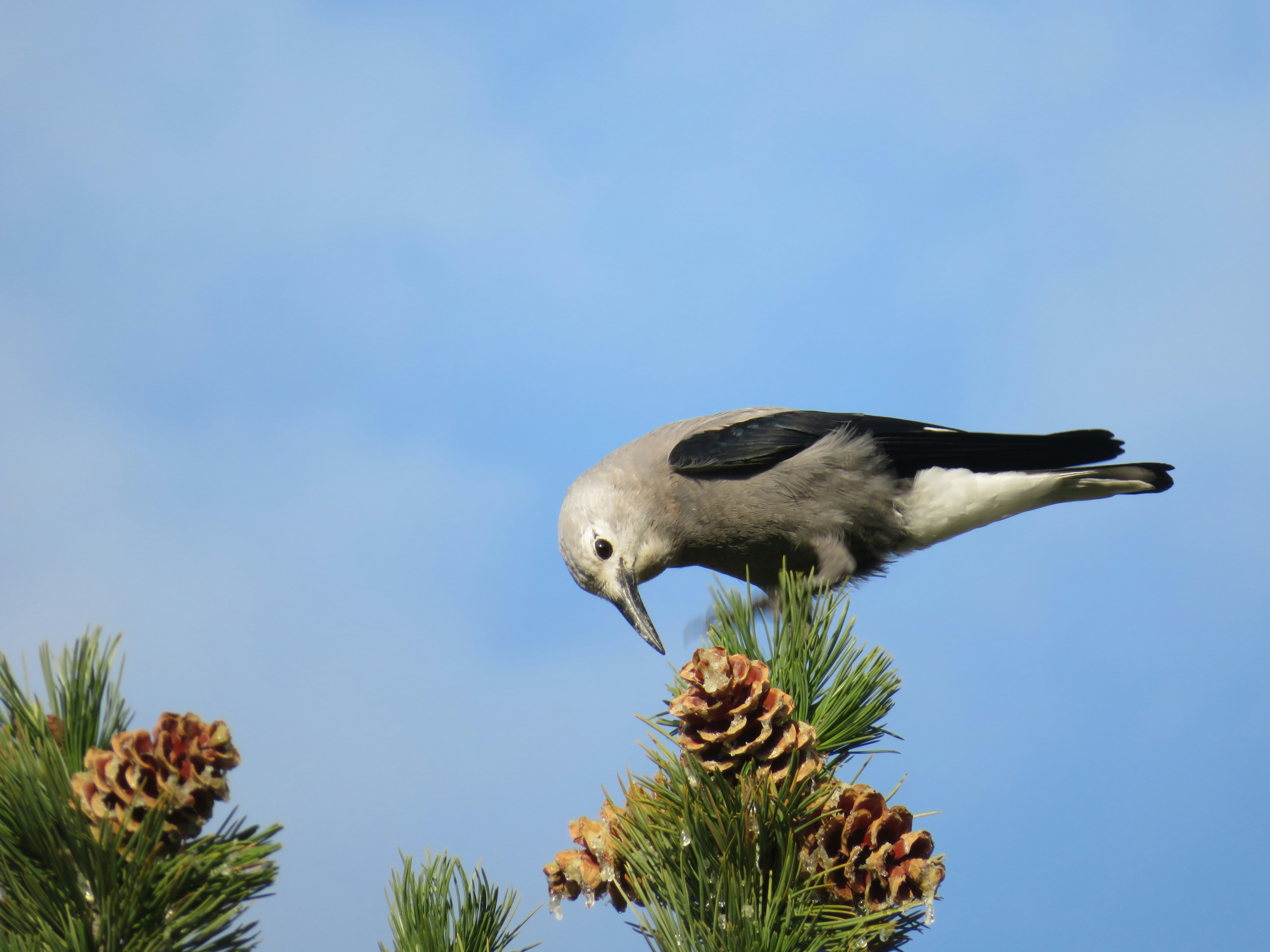  perched chickadee balancing on pinecone necklace