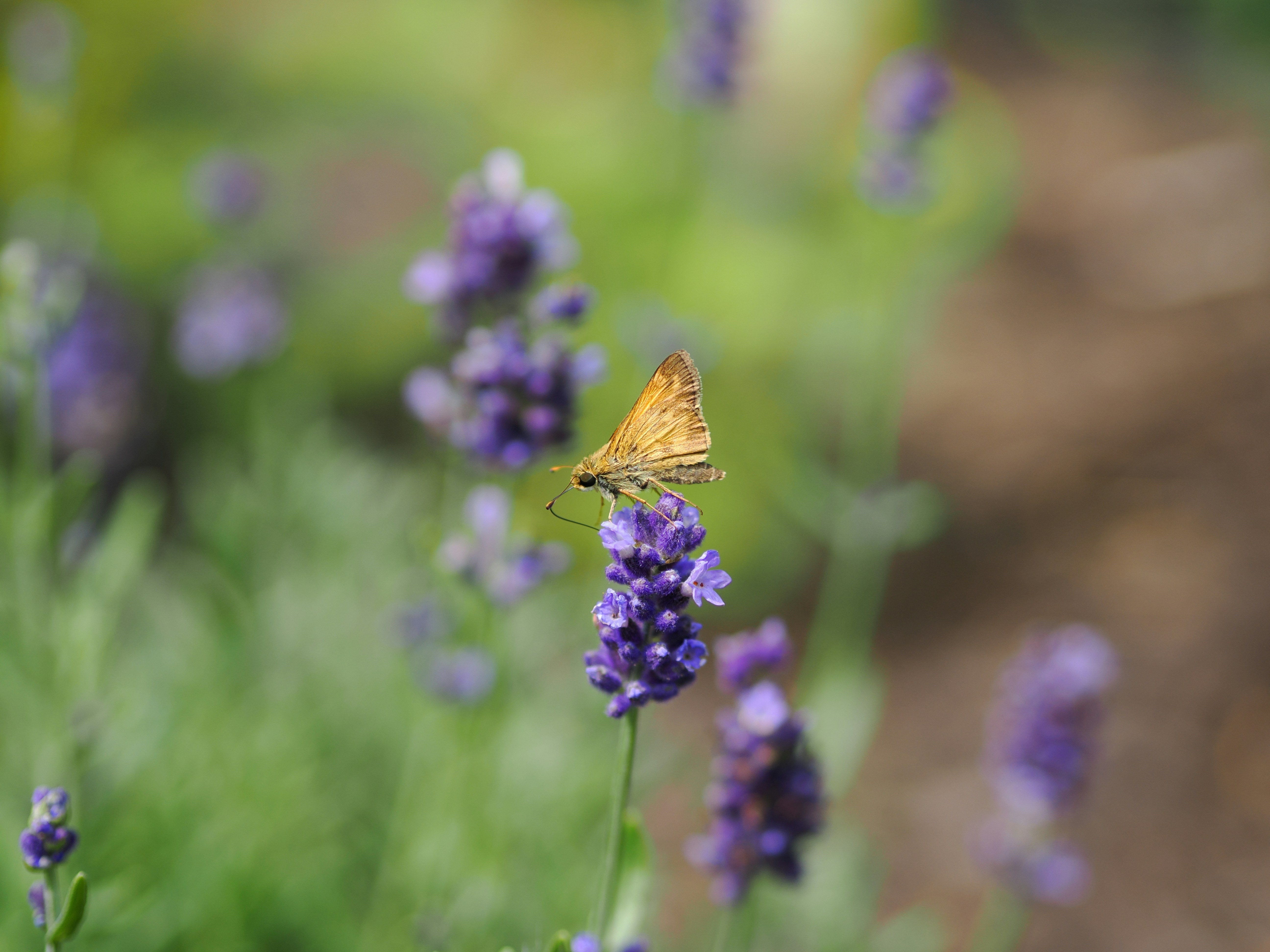 Golden Monarch on Lavender Spire