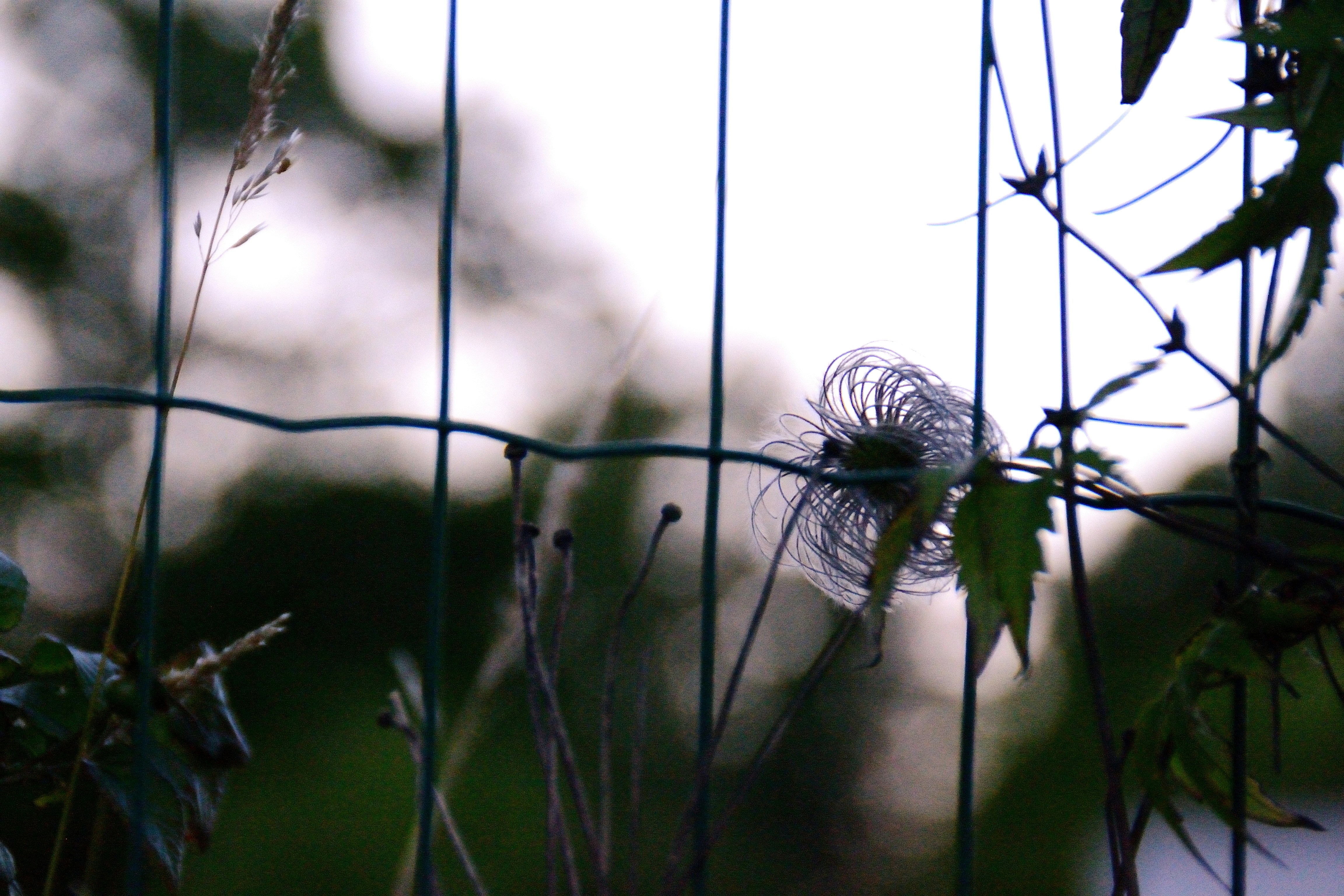 Weed and Wire: a Quiet Moment at the Fence
