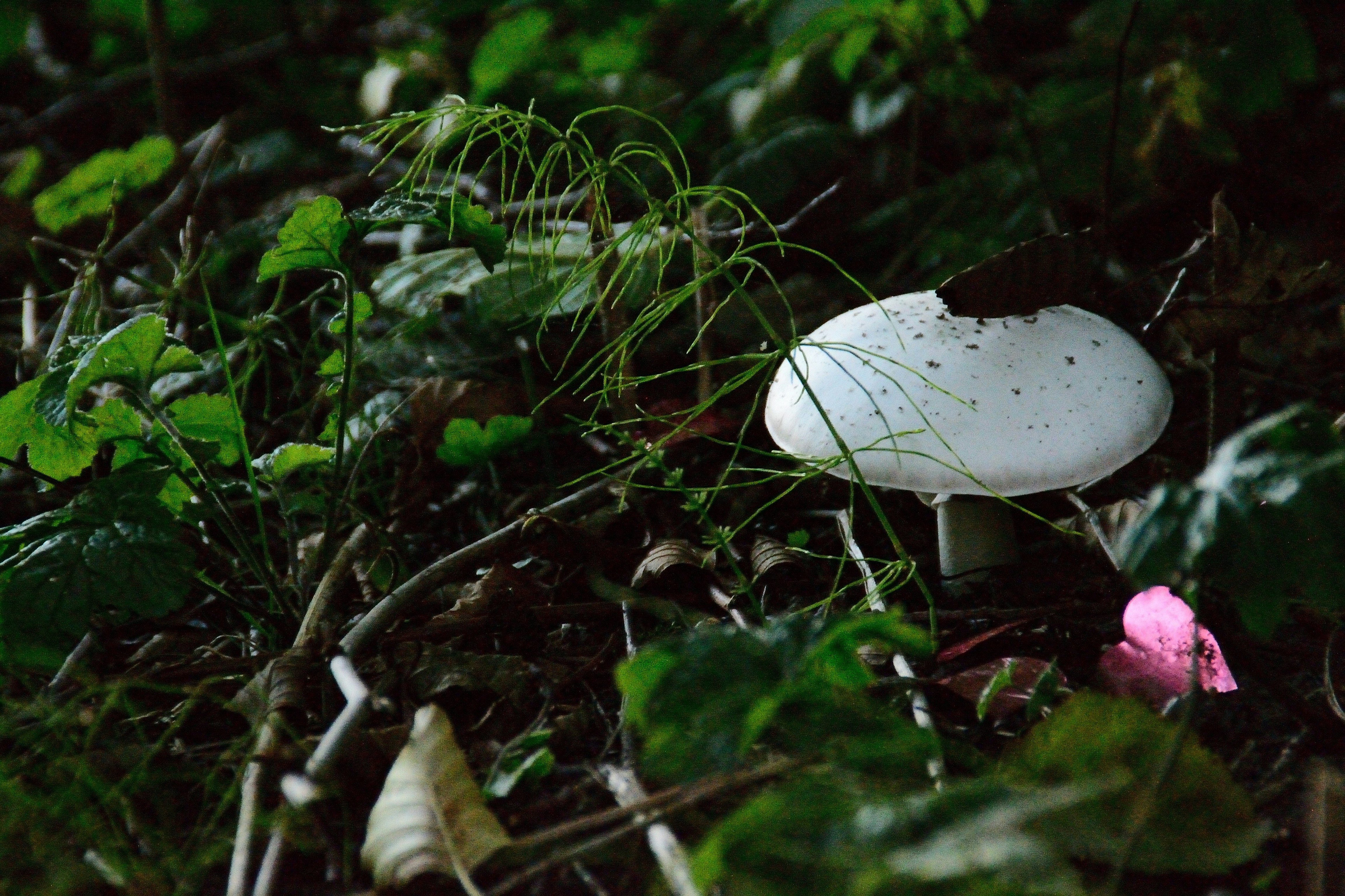 White Mushroom Beacon in a Shadowed Forest Floor