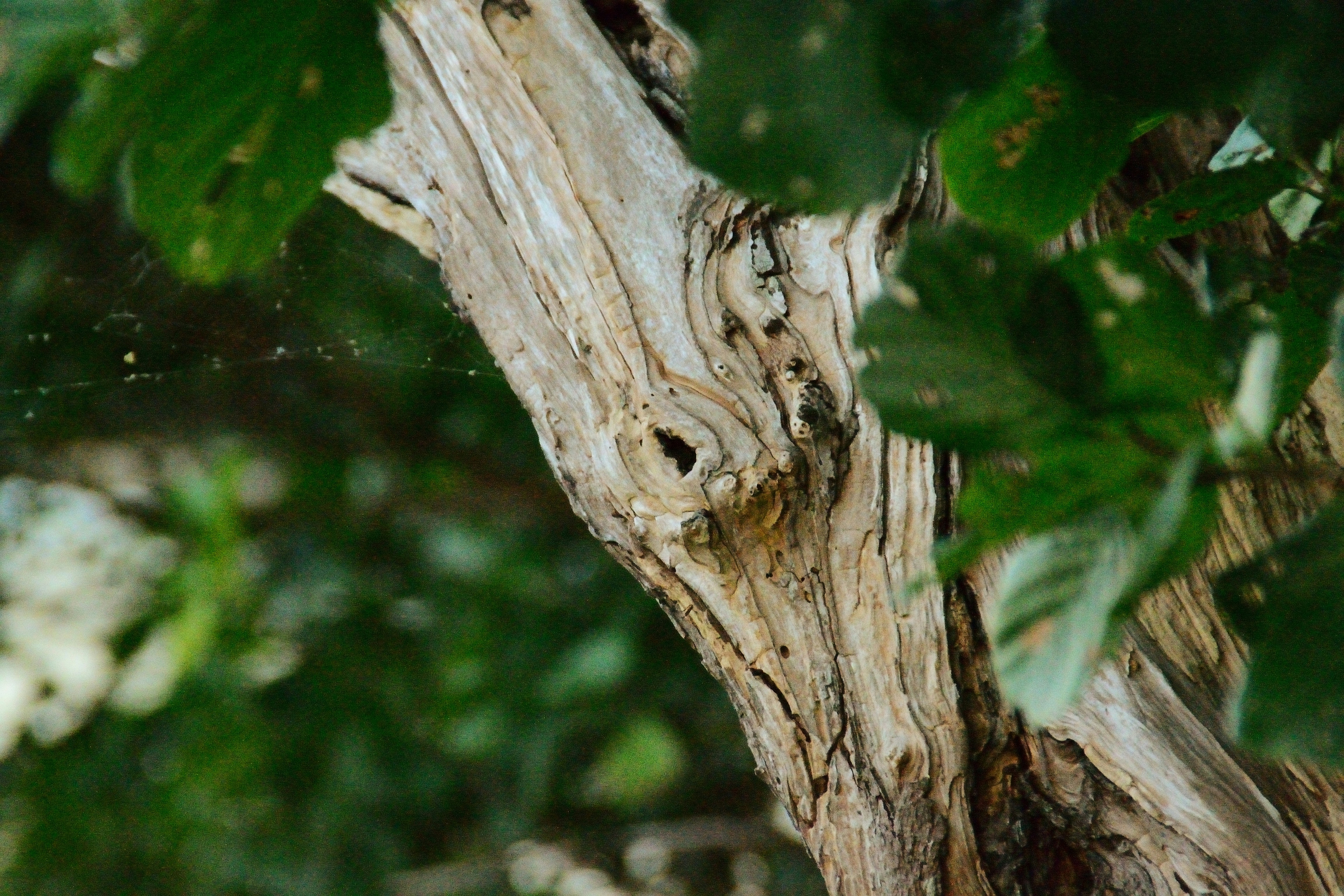 Worn Tree Trunk with Weathered Bark and Subtle Foliage
