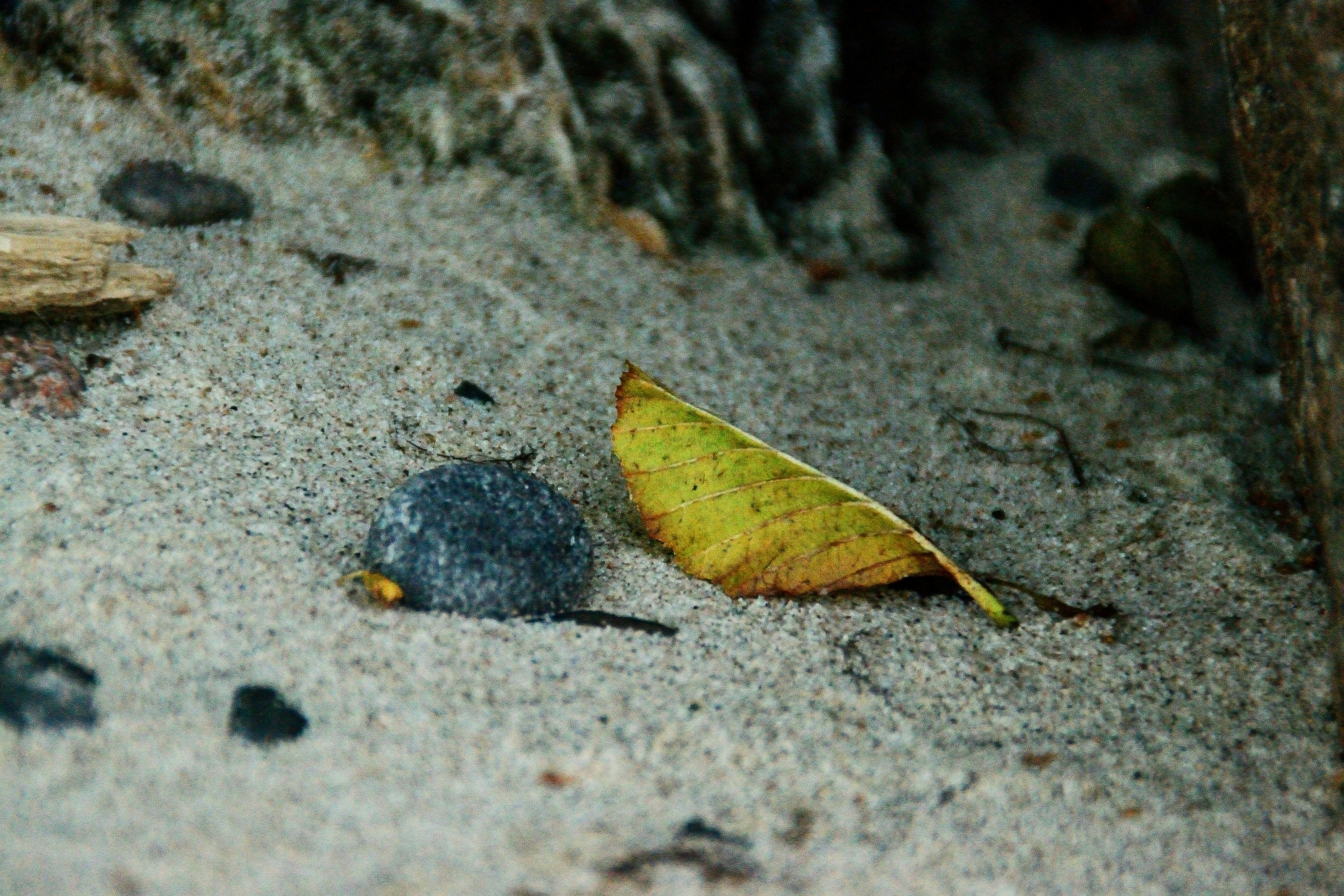 A Quiet Corner: Fallen Leaf and Pebble in Sand