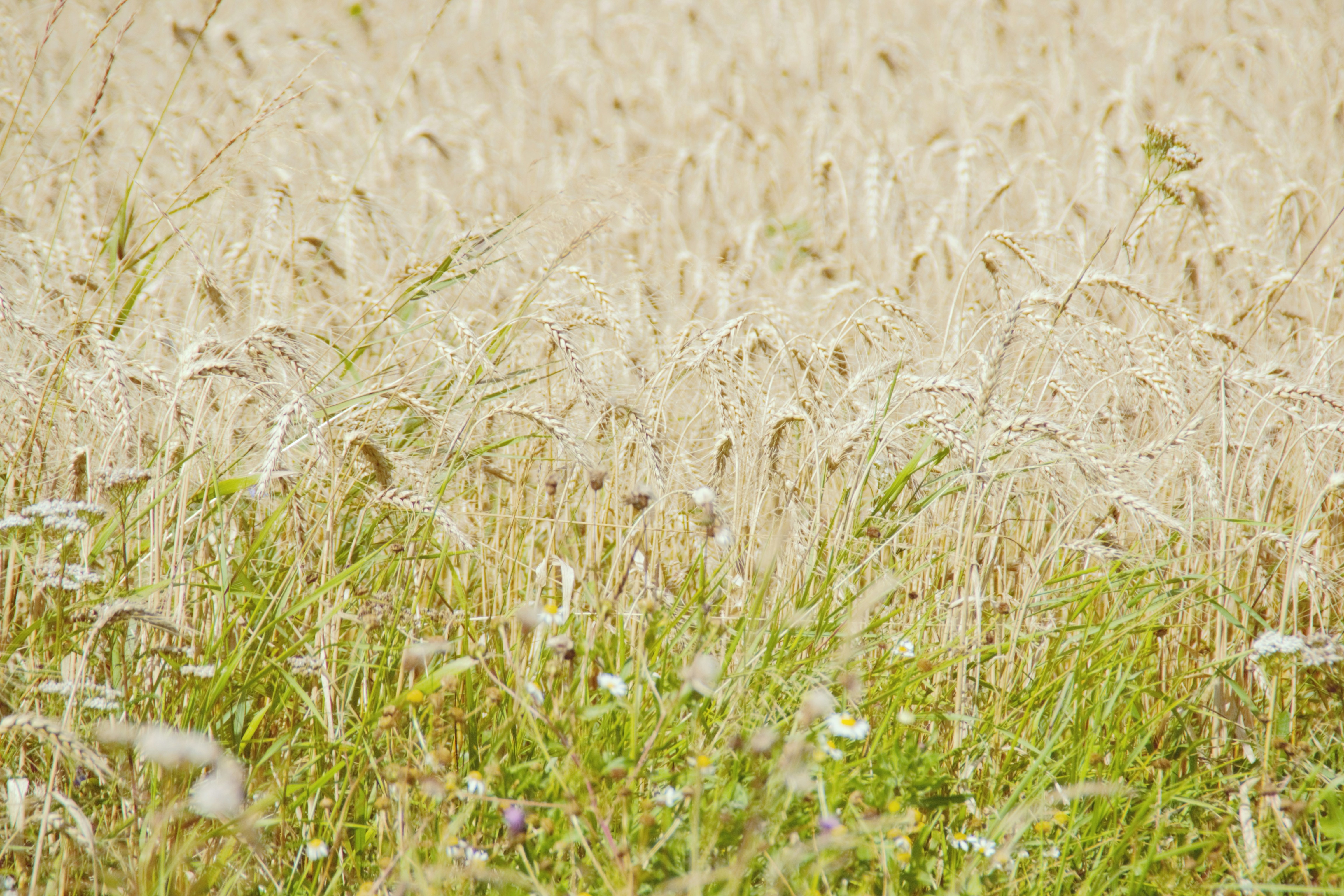 Amber Waves in Quiet Quietude