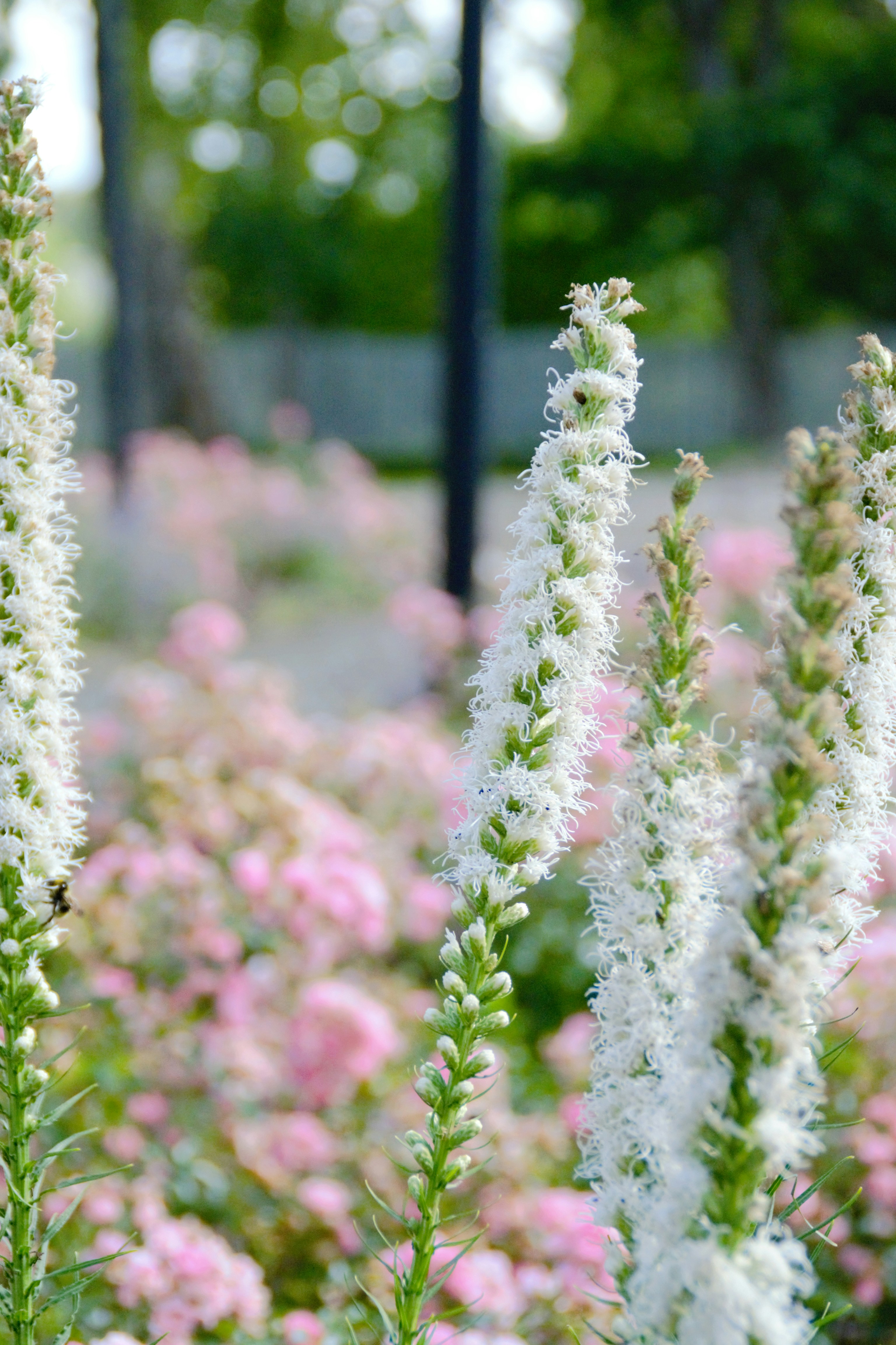White floral spikes leaning toward the sunlit park