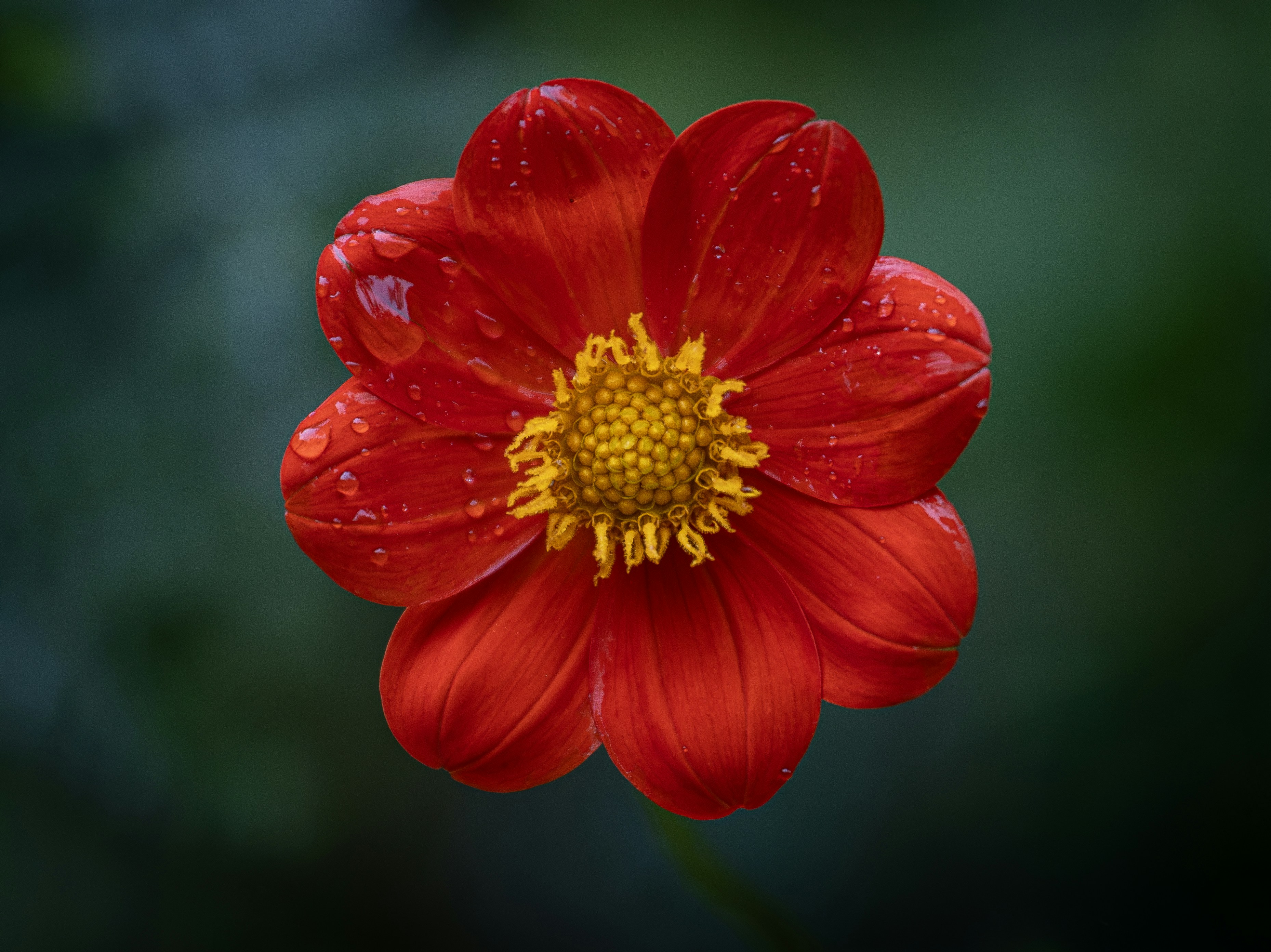 Crimson Blossom: A Single Red Daisy in Focus