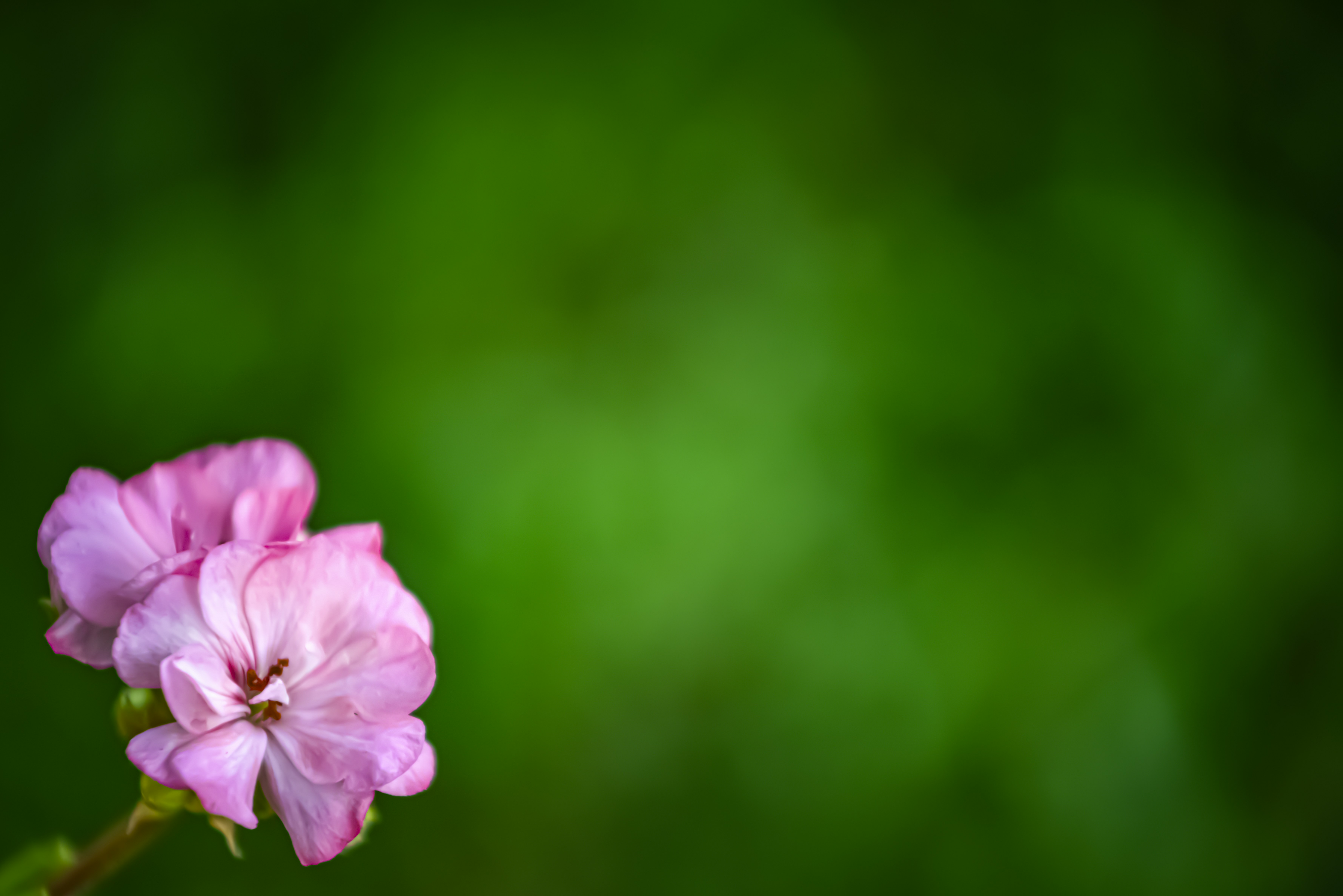 Bloom at the Edge: a lone pink petal cluster against a blurred emerald background