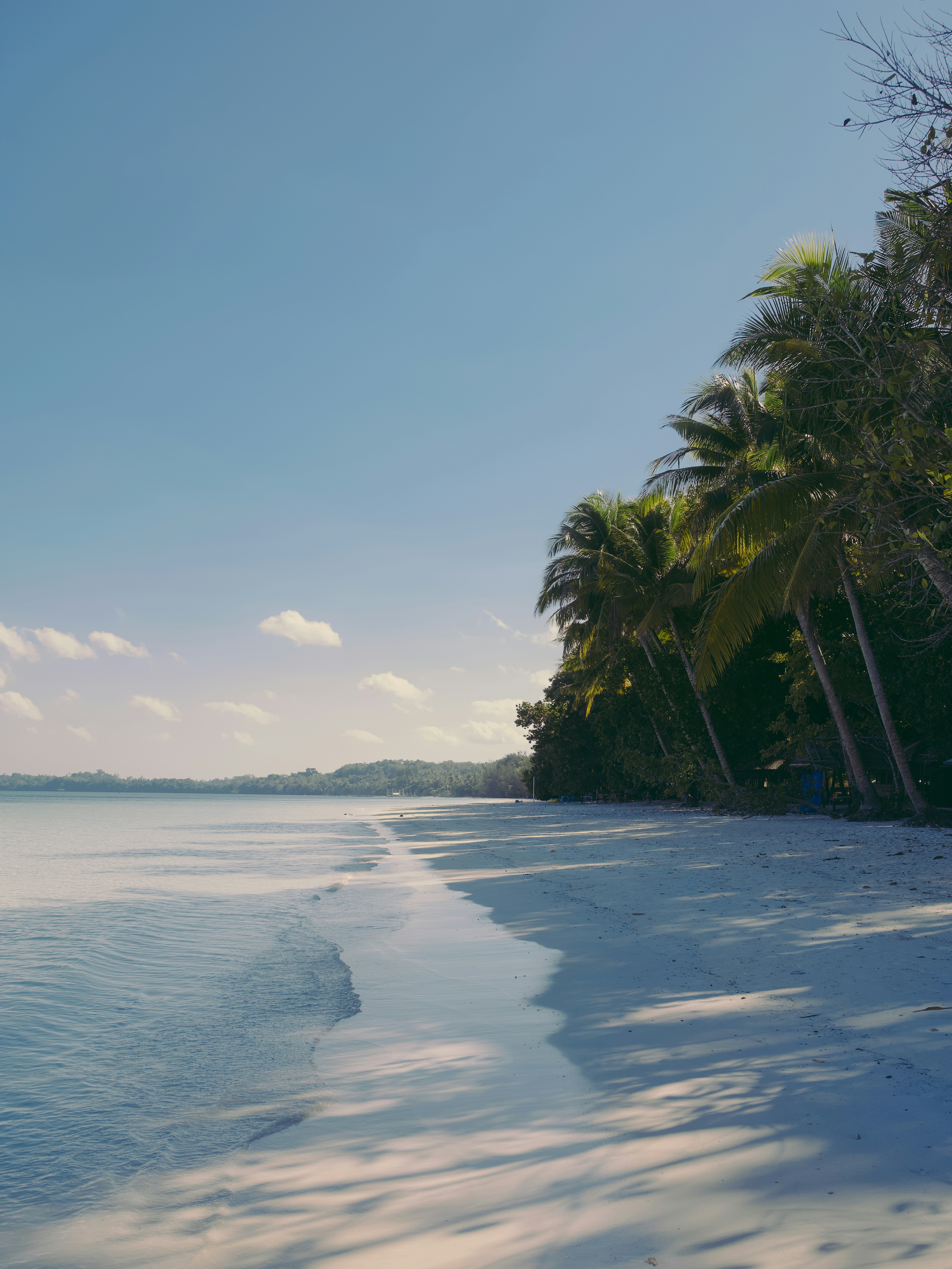 Sunlit Sandline: A Palm-Fringed Shore Under Blue Skies